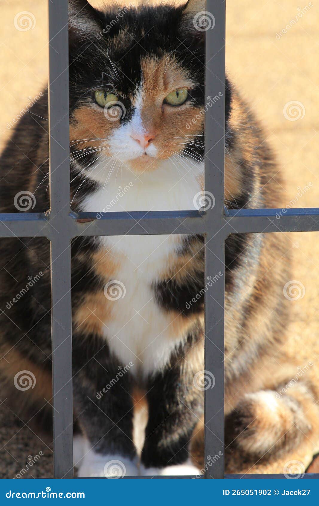 Cat behind bars stock photo. Image of emotion, furious - 265051902
