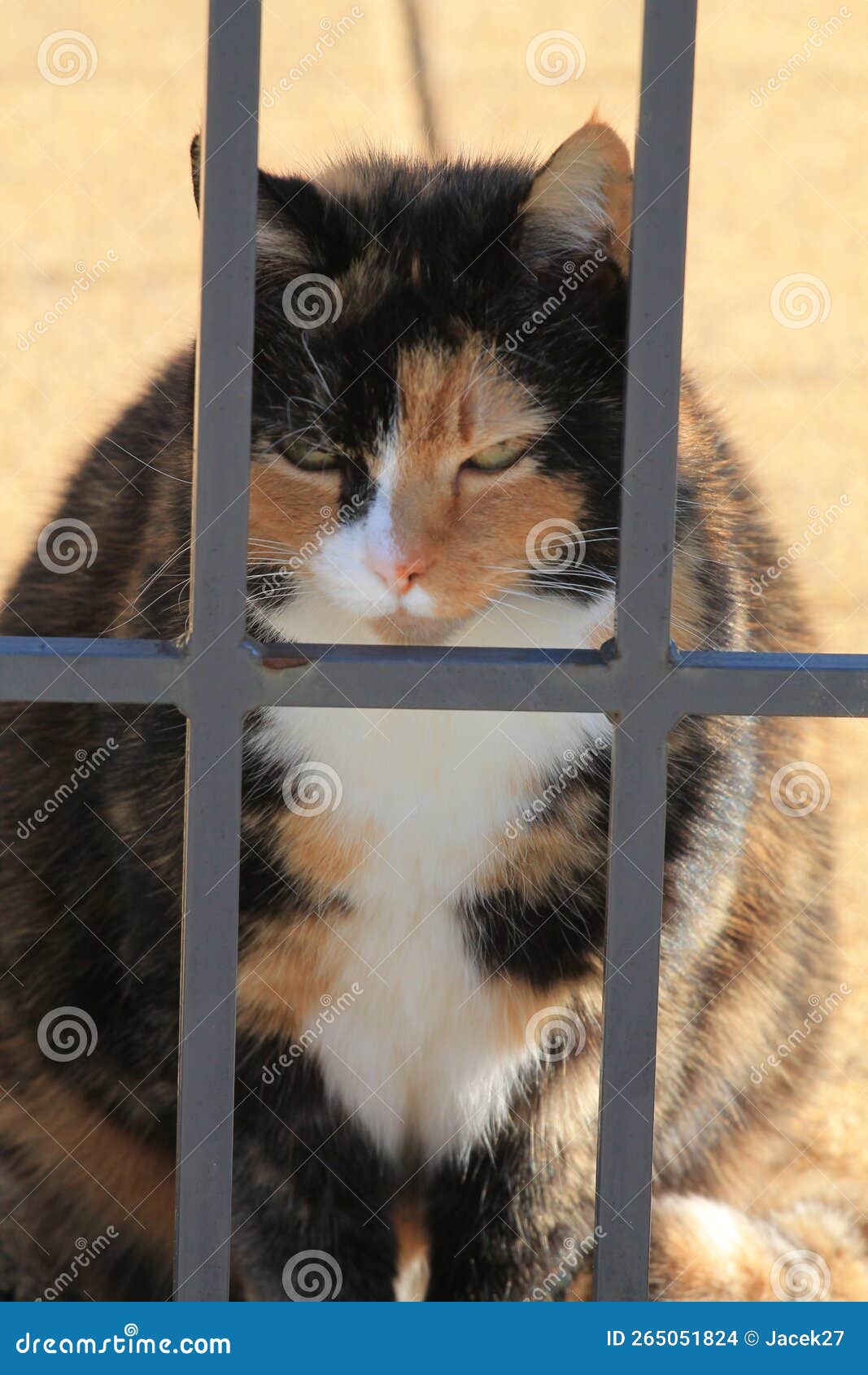 Cat behind bars stock photo. Image of looking, negative - 265051824