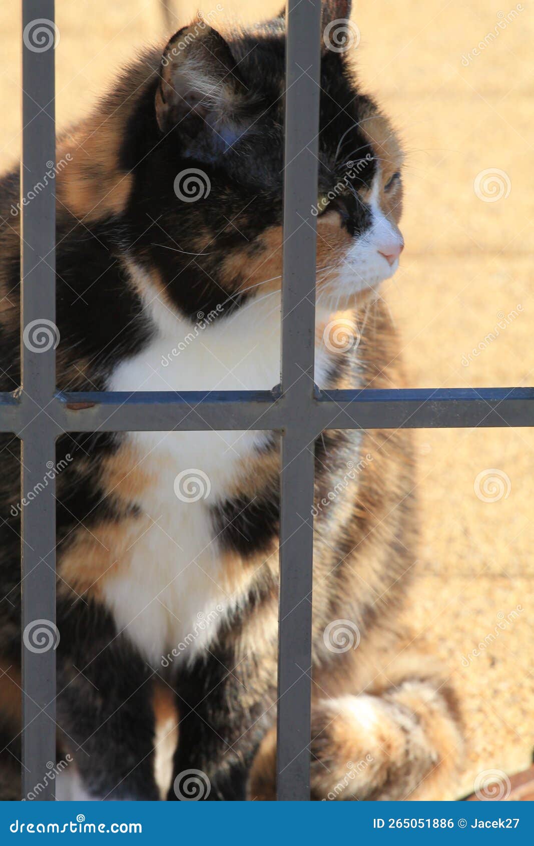 Cat behind bars stock photo. Image of animal, frowning - 265051886