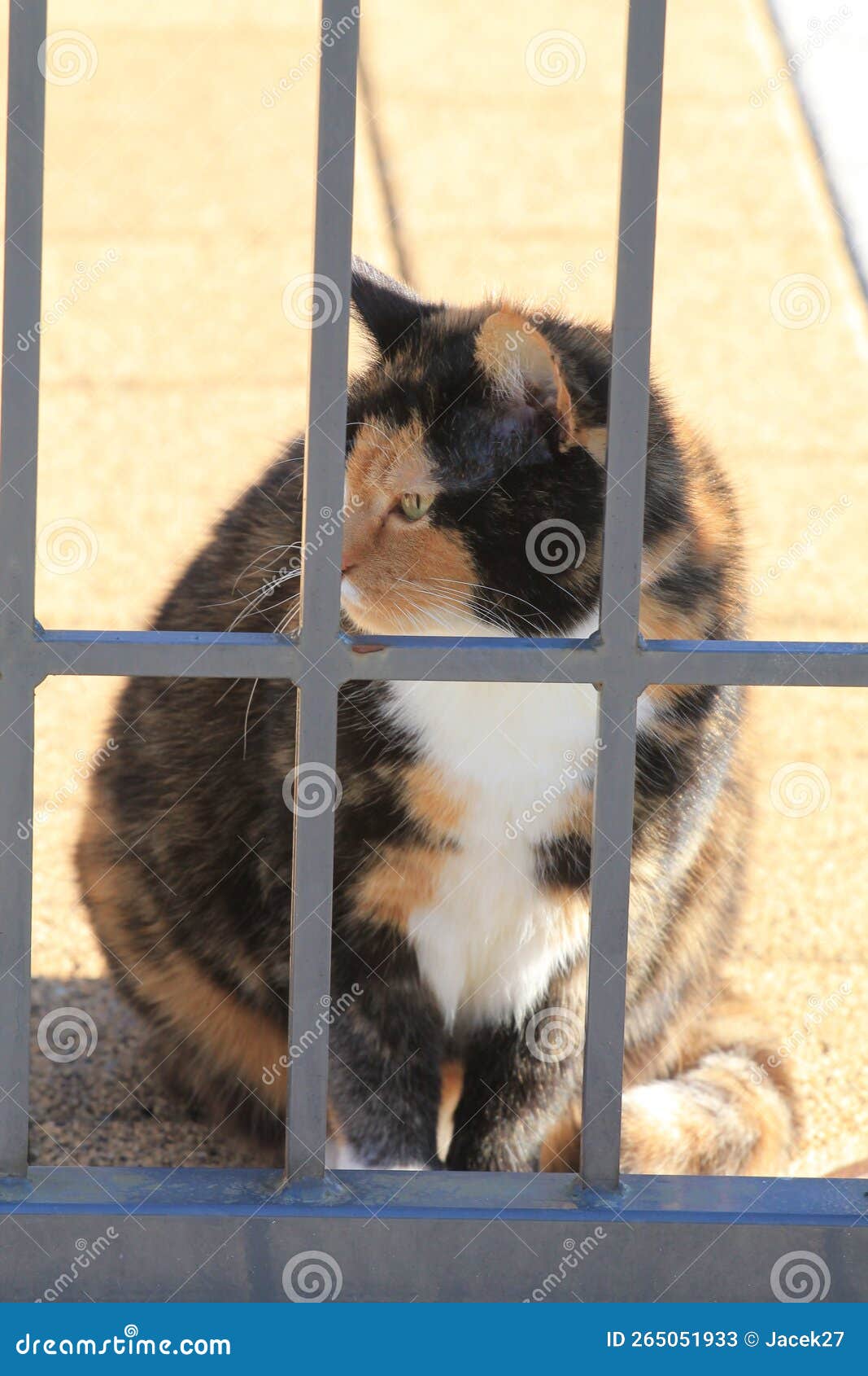 Cat behind bars stock image. Image of mixedbreed, hair - 265051933