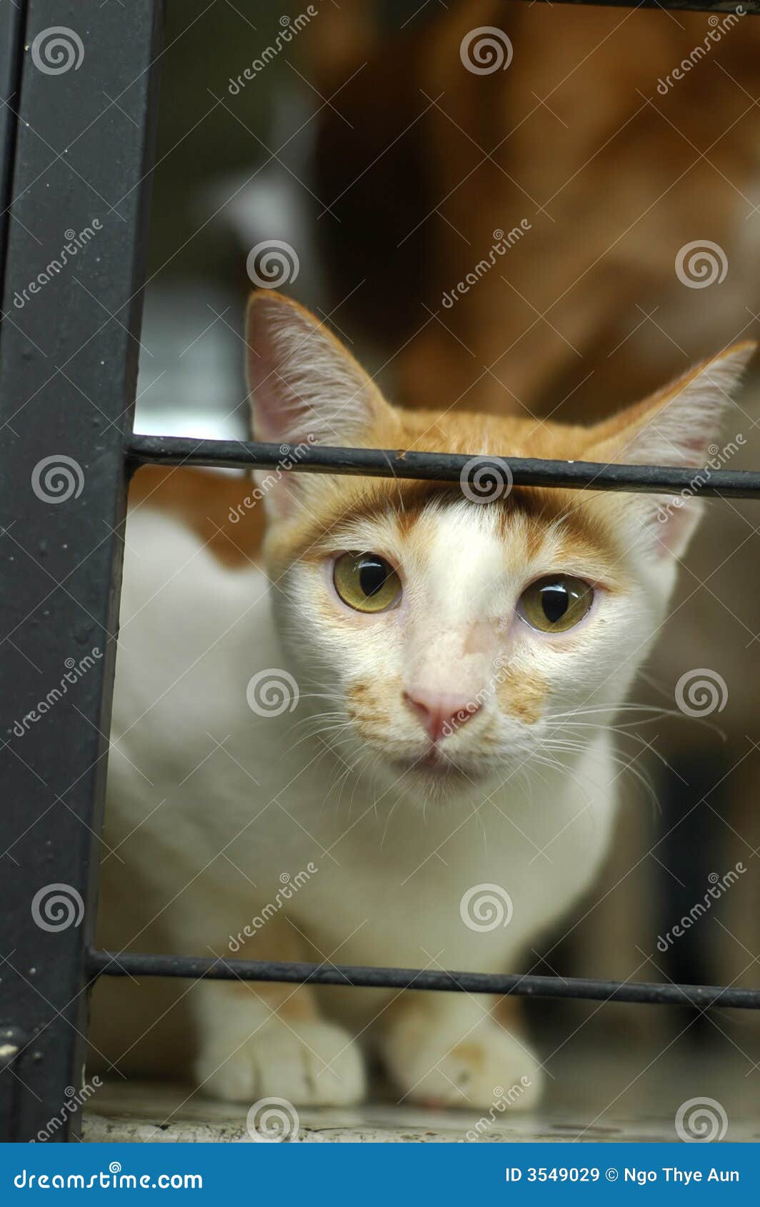 Cat Behind Door stock image. Image of humane, companion - 3549029