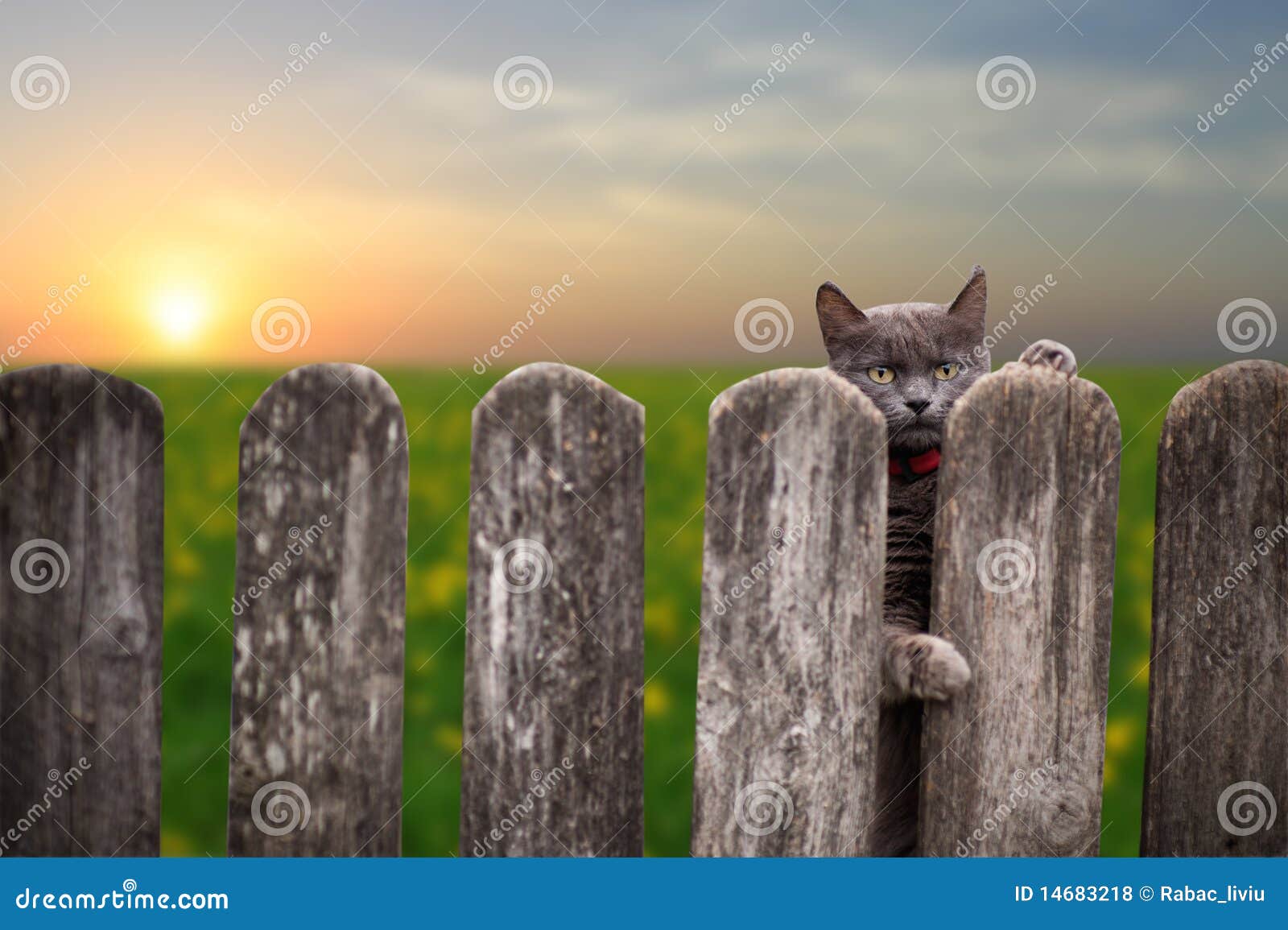 Cat behind a fence stock photo. Image of natural, field - 14683218