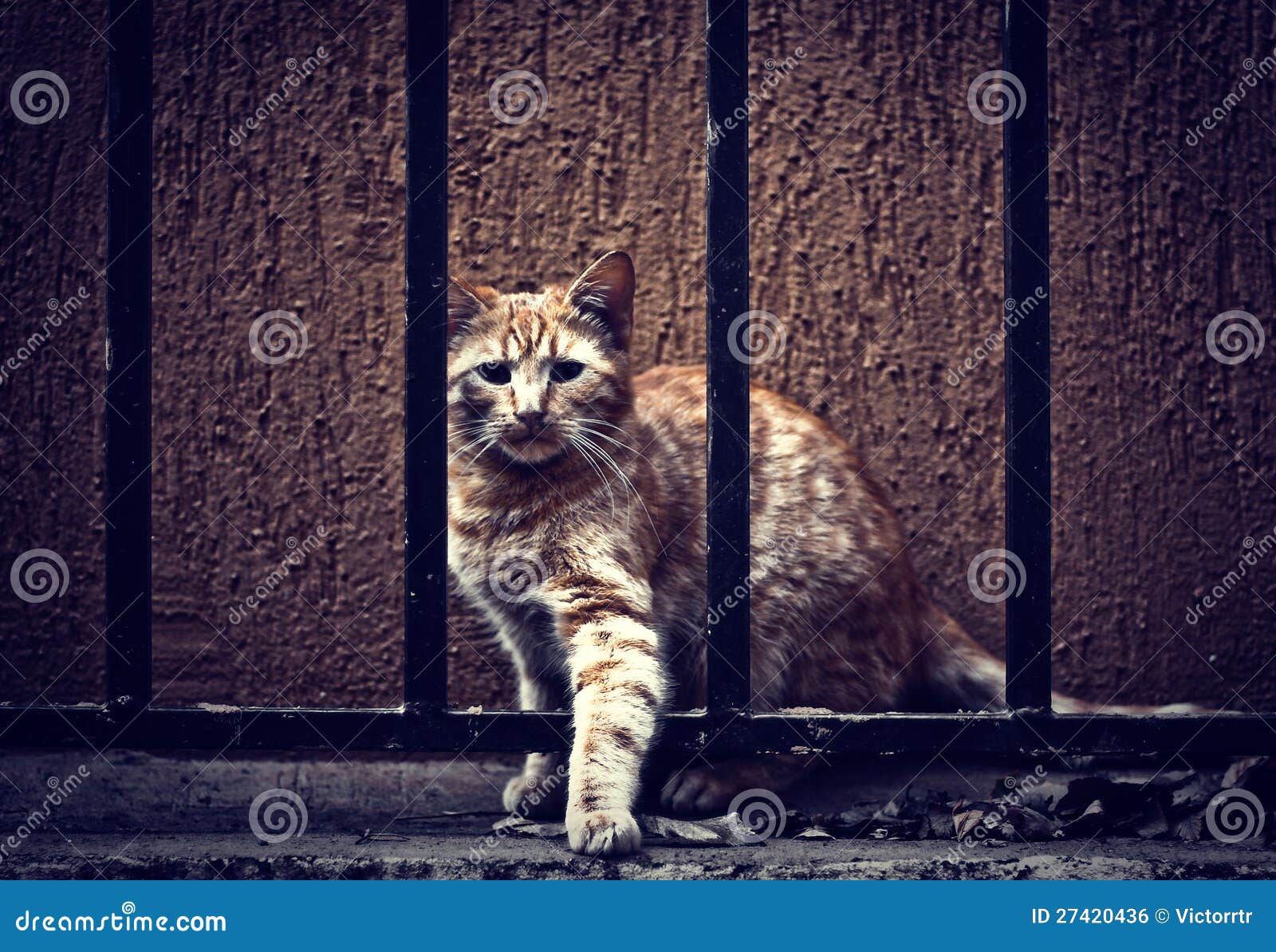Cat behind fence stock photo. Image of grunge, animal - 27420436
