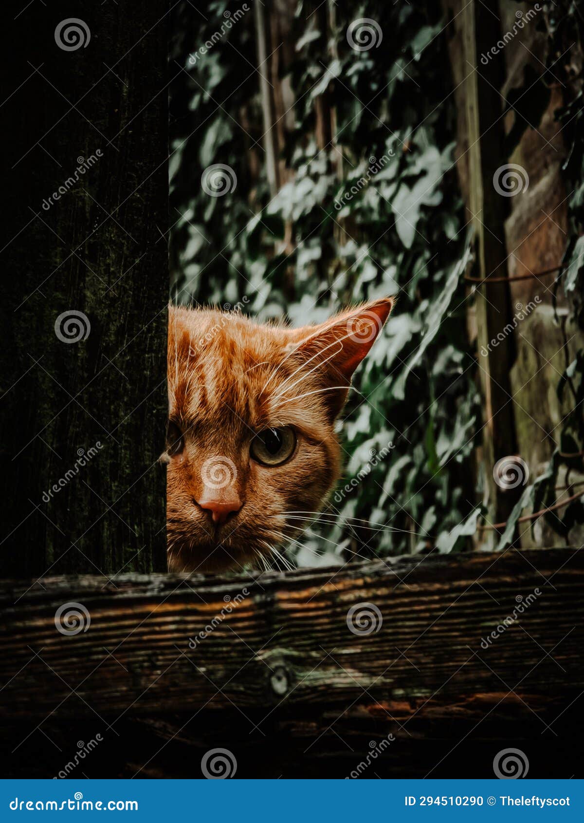 Cat behind fence stock photo. Image of graded, garden - 294510290