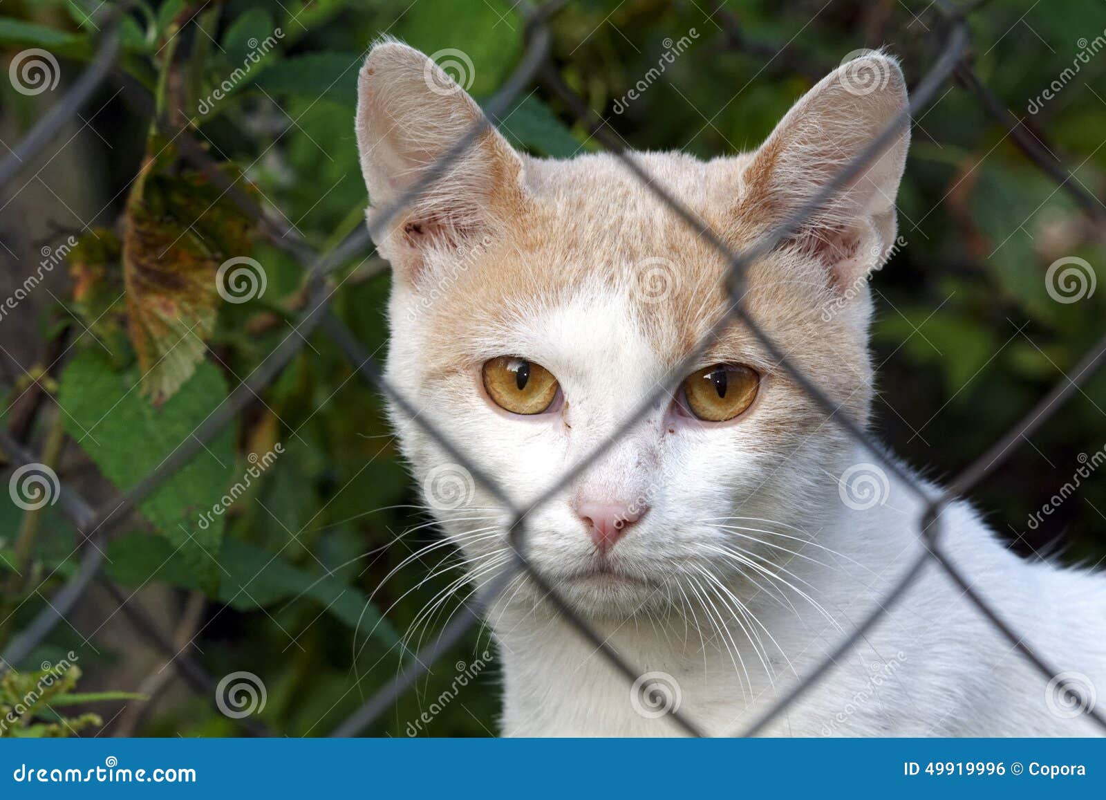 Cat behind the fence stock photo. Image of eyes, abandoned - 49919996