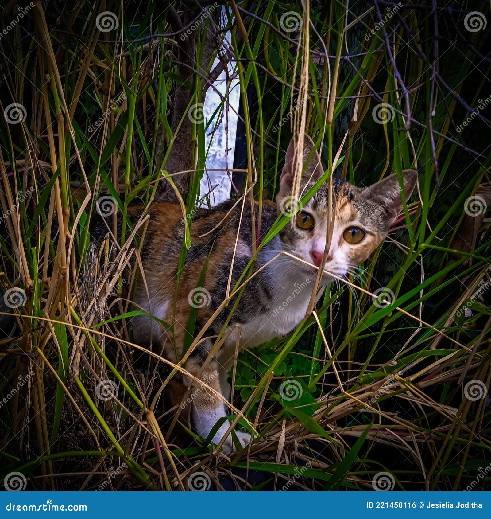 A Cat Behind the Grass Eye Level Stock Photo - Image of level, grass ...