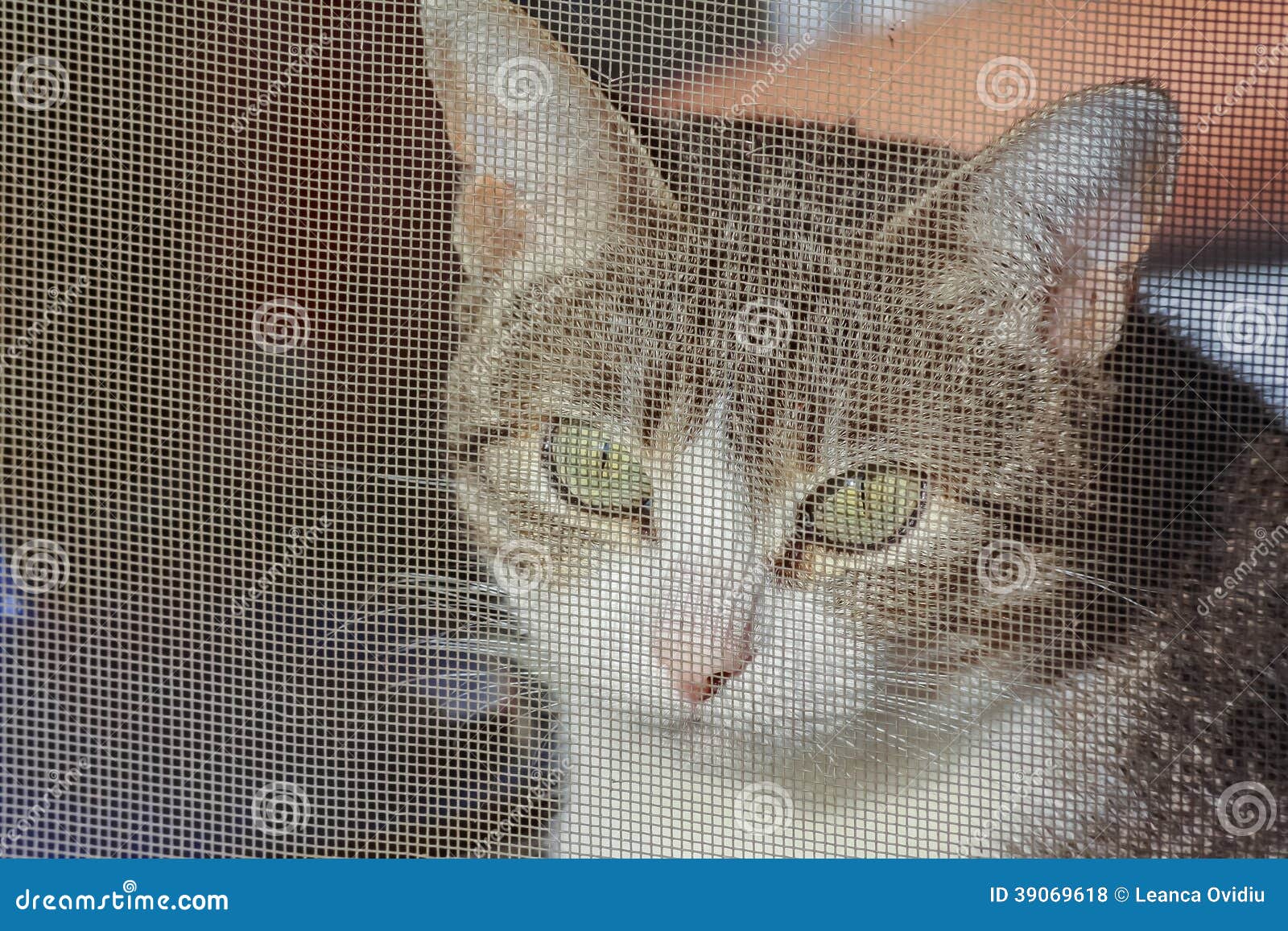 Cat stock photo. Image of adorable, mammal, domestic - 39069618