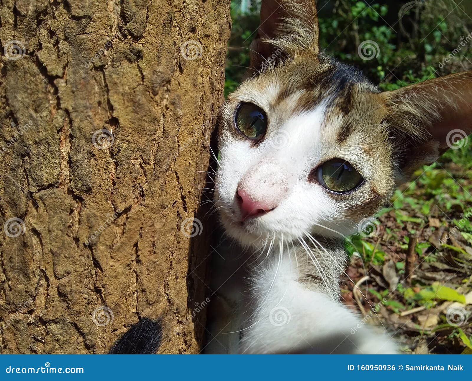 Cat behind the tree stock photo. Image of tree, eyes - 160950936