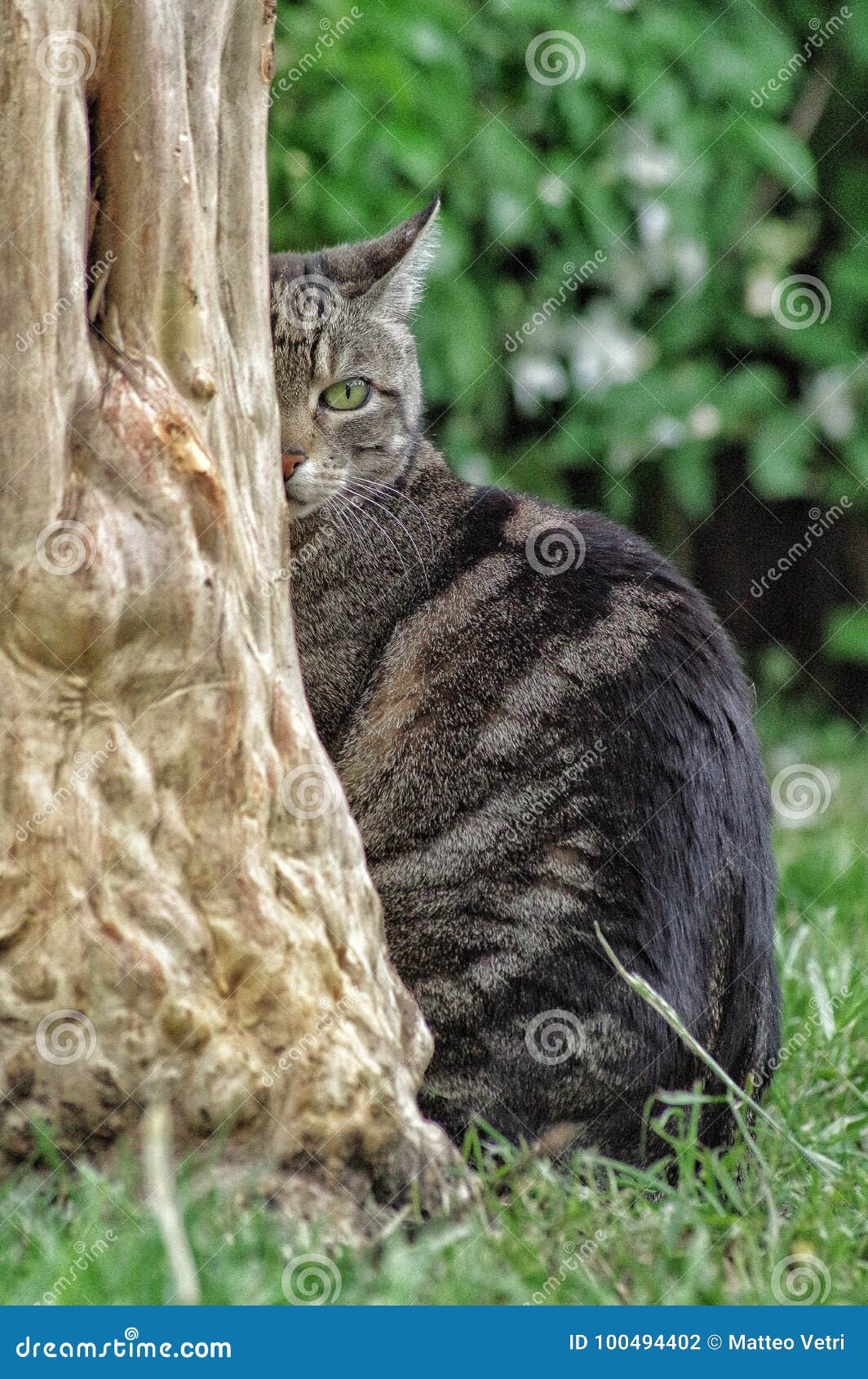 Cat behind tree stock photo. Image of gatto, albero - 100494402