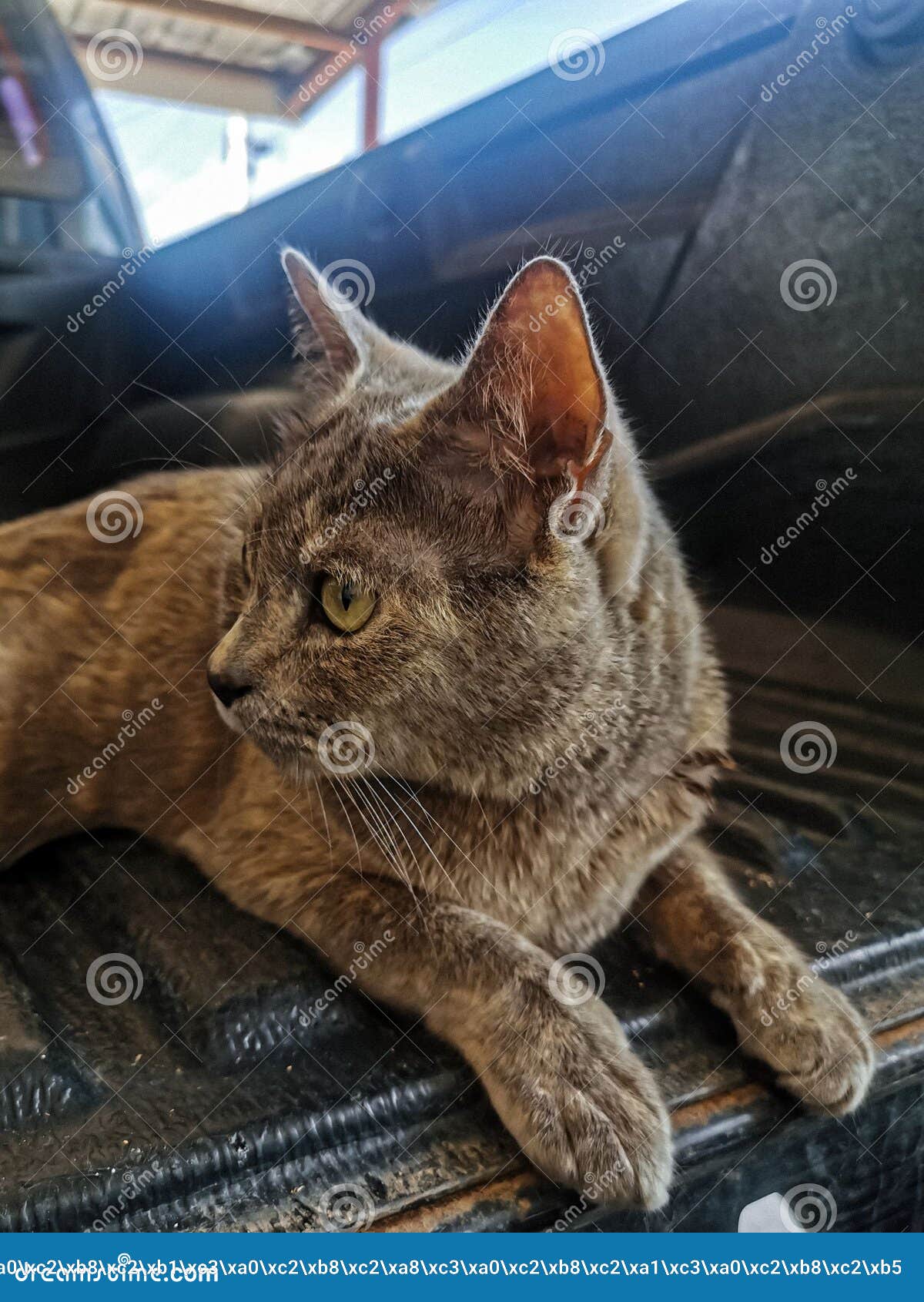 The cat behind the truck stock photo. Image of truck - 193654794