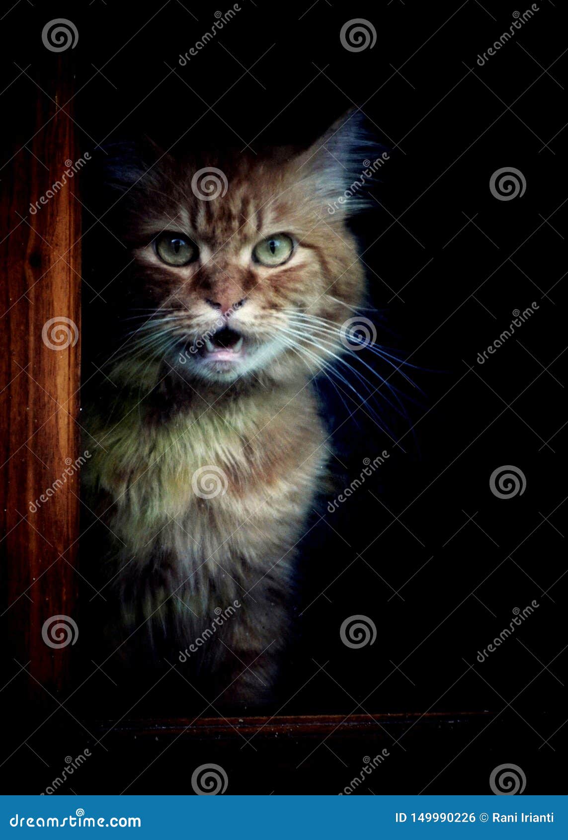 Cat Behind the Window with Dark Background Stock Photo - Image of ...