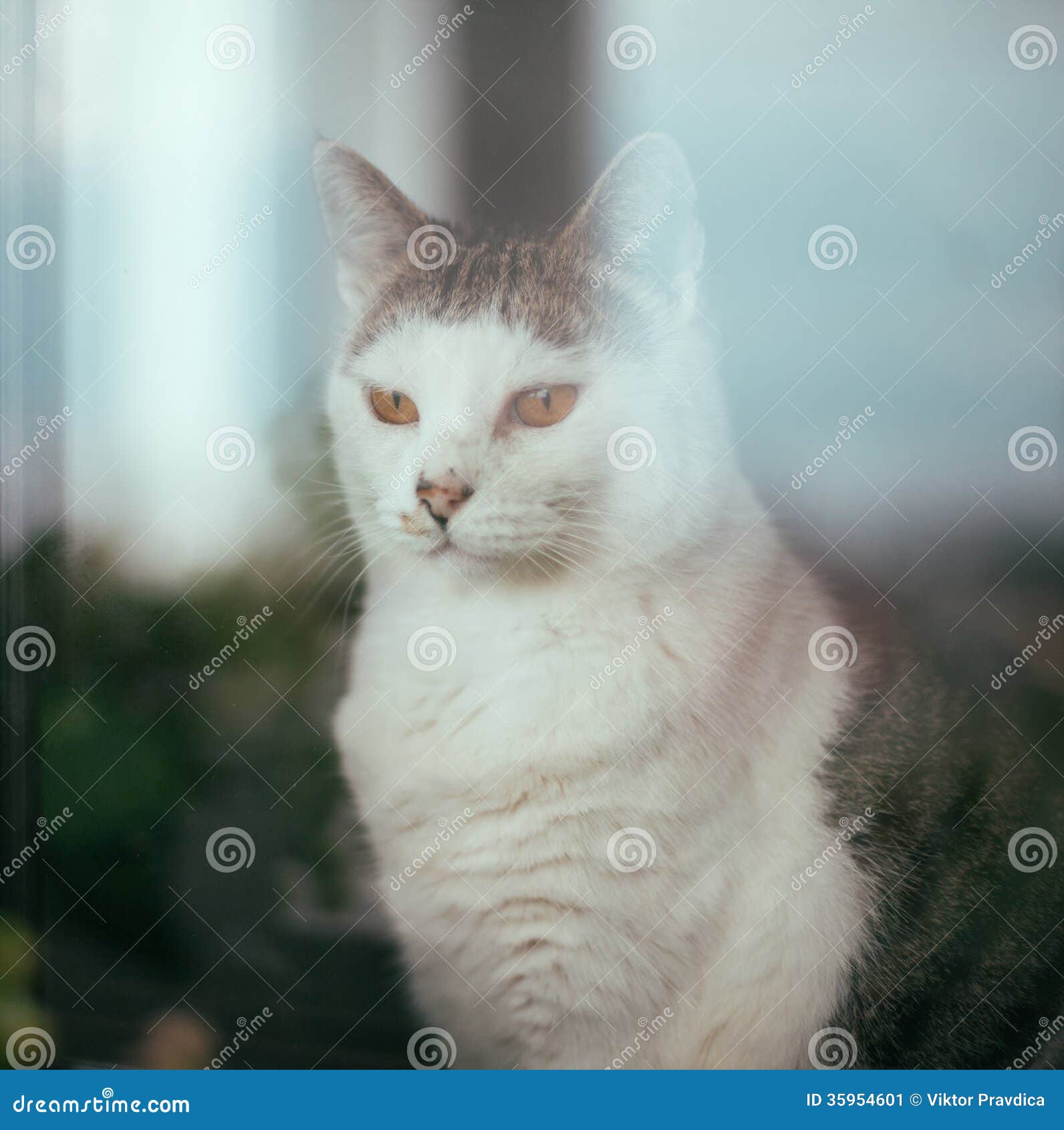 Cat behind the window stock image. Image of glass, watchful - 35954601