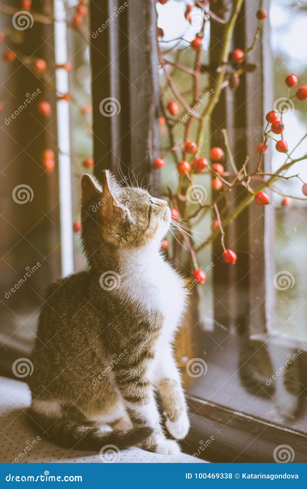 Cat behind window stock photo. Image of look, wait, mammal - 100469338