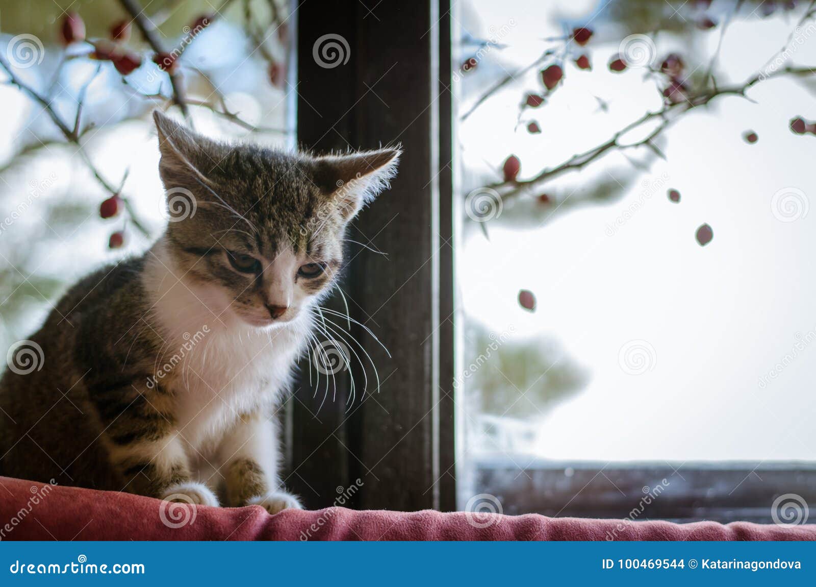 Cat behind window lurking stock photo. Image of adorable - 100469544