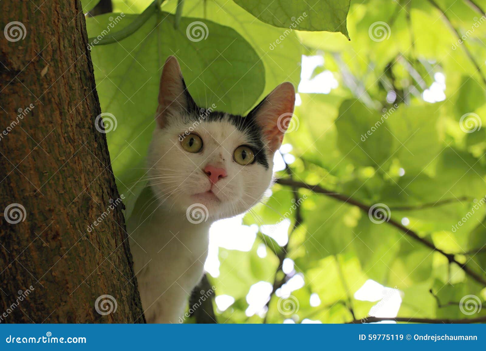 Cat behing the tree stock image. Image of looking, chase - 59775119