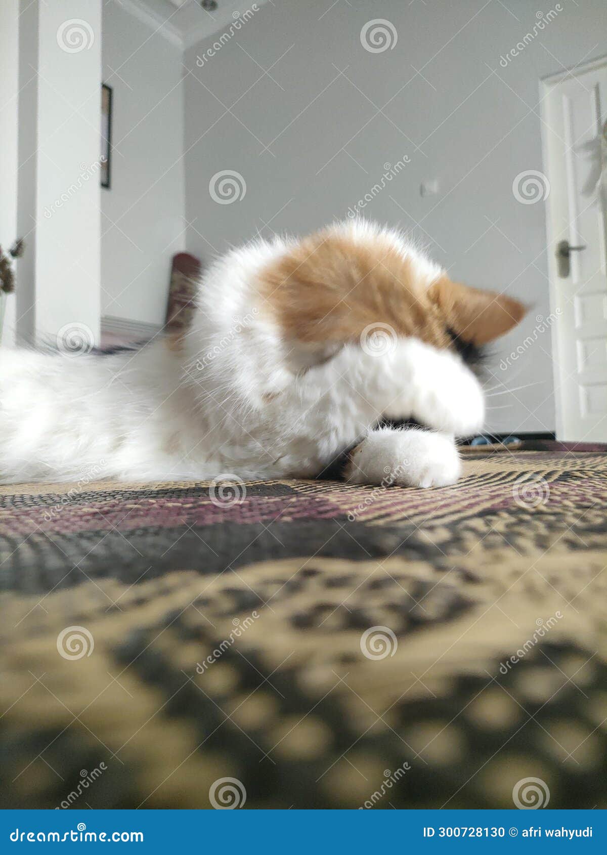 The Cat is Being Embarrassed To See Stock Photo - Image of cats ...