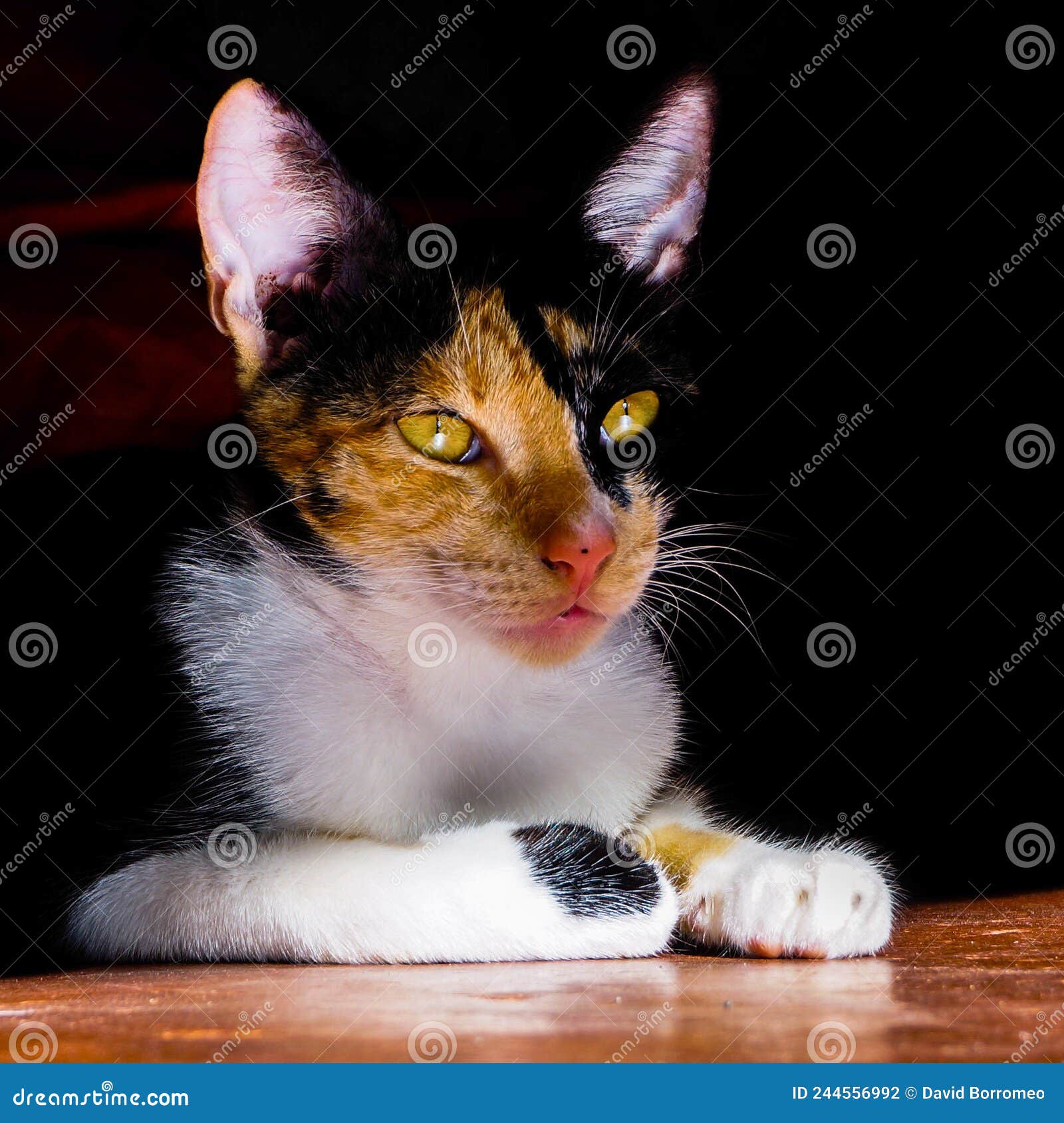 Cat being interrogated stock photo. Image of nose, interrogated - 244556992