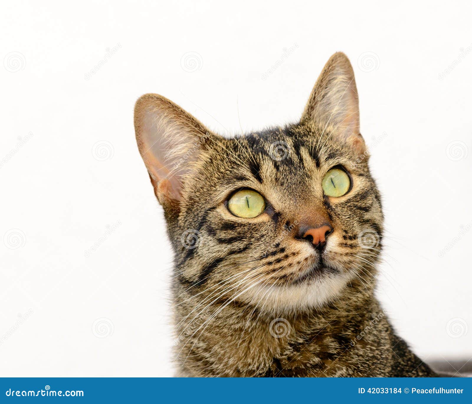 Cat being very attentive stock photo. Image of eyes, nose - 42033184