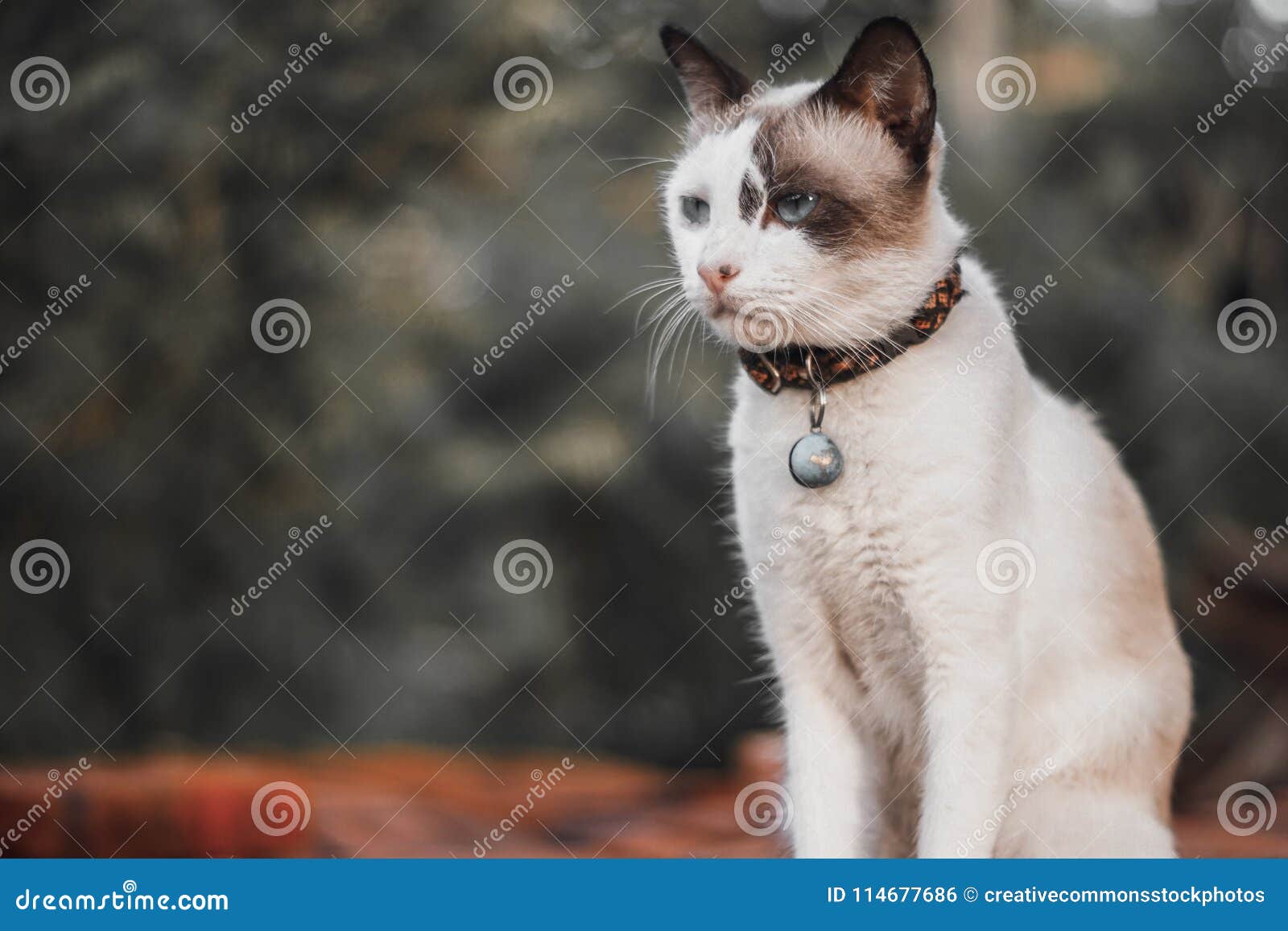 Cat With Bell Picture. Image: 114677686