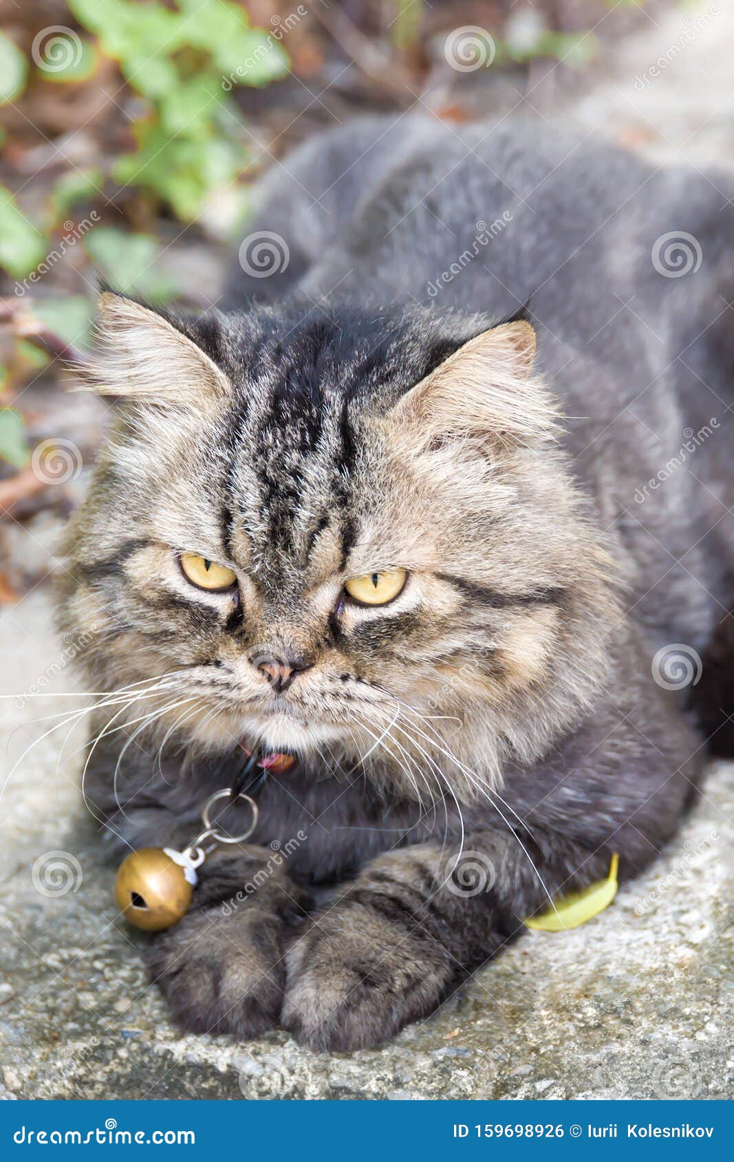 A Cat with a Bell on His Neck. Stock Photo - Image of homemade ...