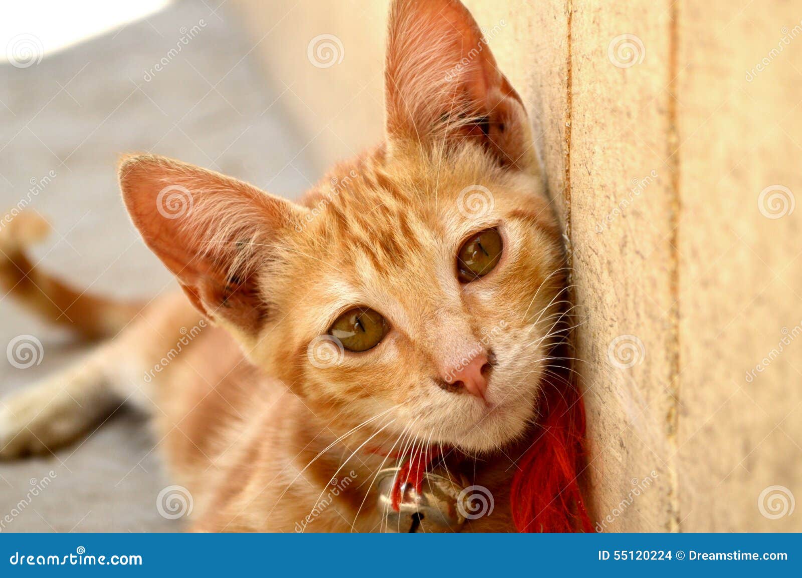 Cat with a bell stock photo. Image of pretty, cute, mammals - 55120224