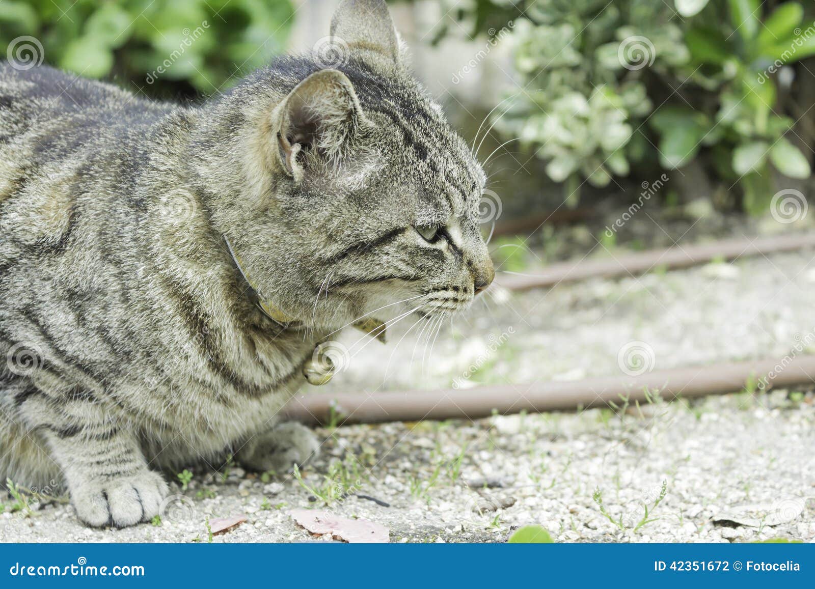 Cat with bell stock photo. Image of outdoor, feline, portrait - 42351672