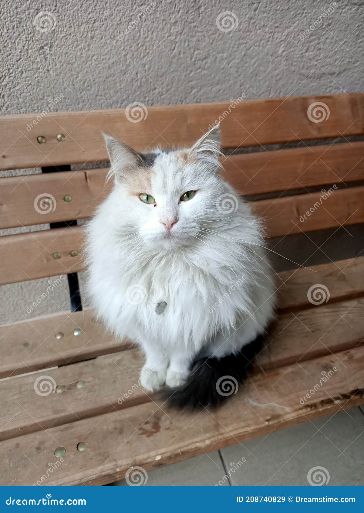 Cat on a bench stock image. Image of mammal, animal - 208740829