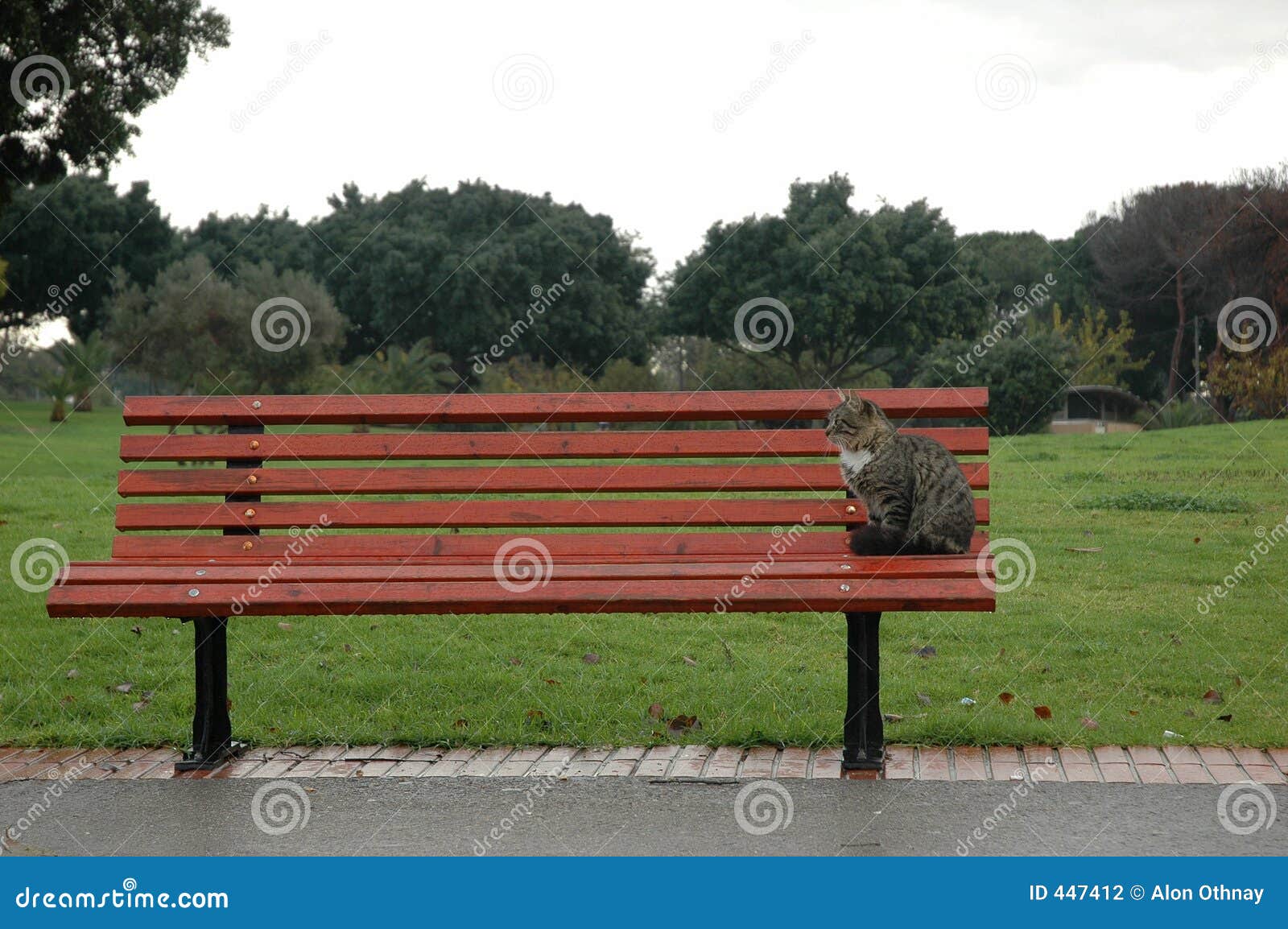 Cat on the bench stock photo. Image of winter, park, human - 447412
