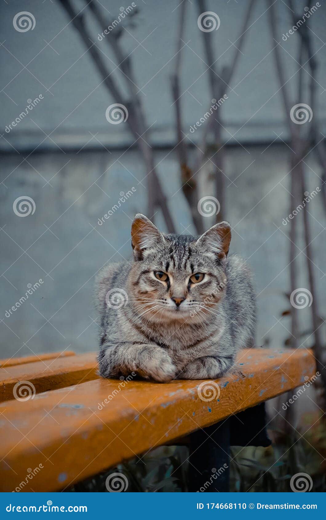 Cat on a bench stock photo. Image of bench, gray, kitten - 174668110