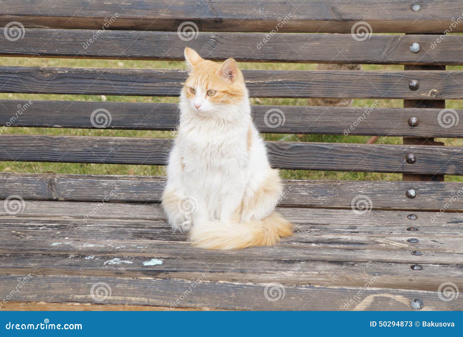 Cat on the bench stock image. Image of adorable, female - 50294873