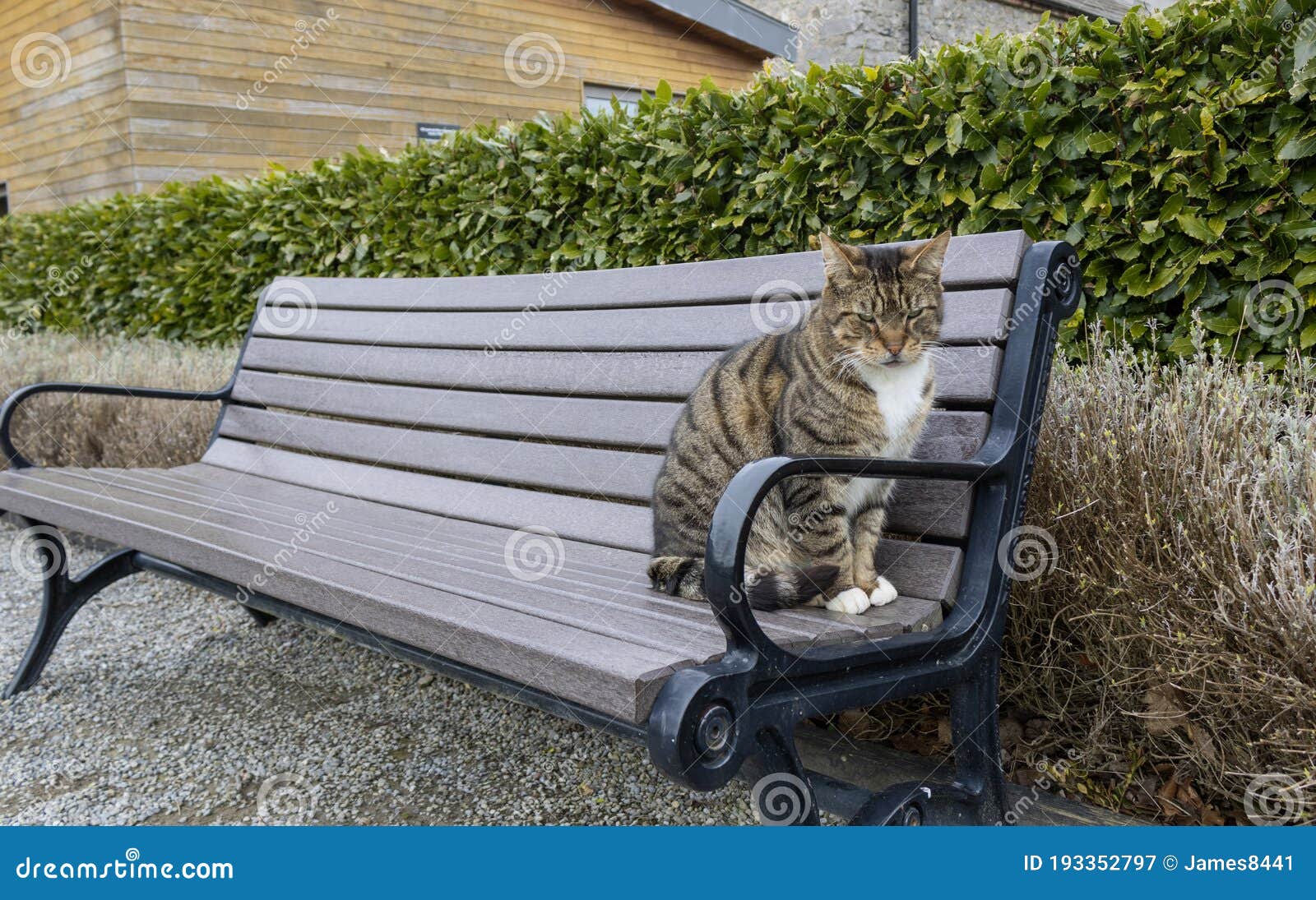 Cat stock image. Image of sitting, nature, nose, outdoor - 193352797