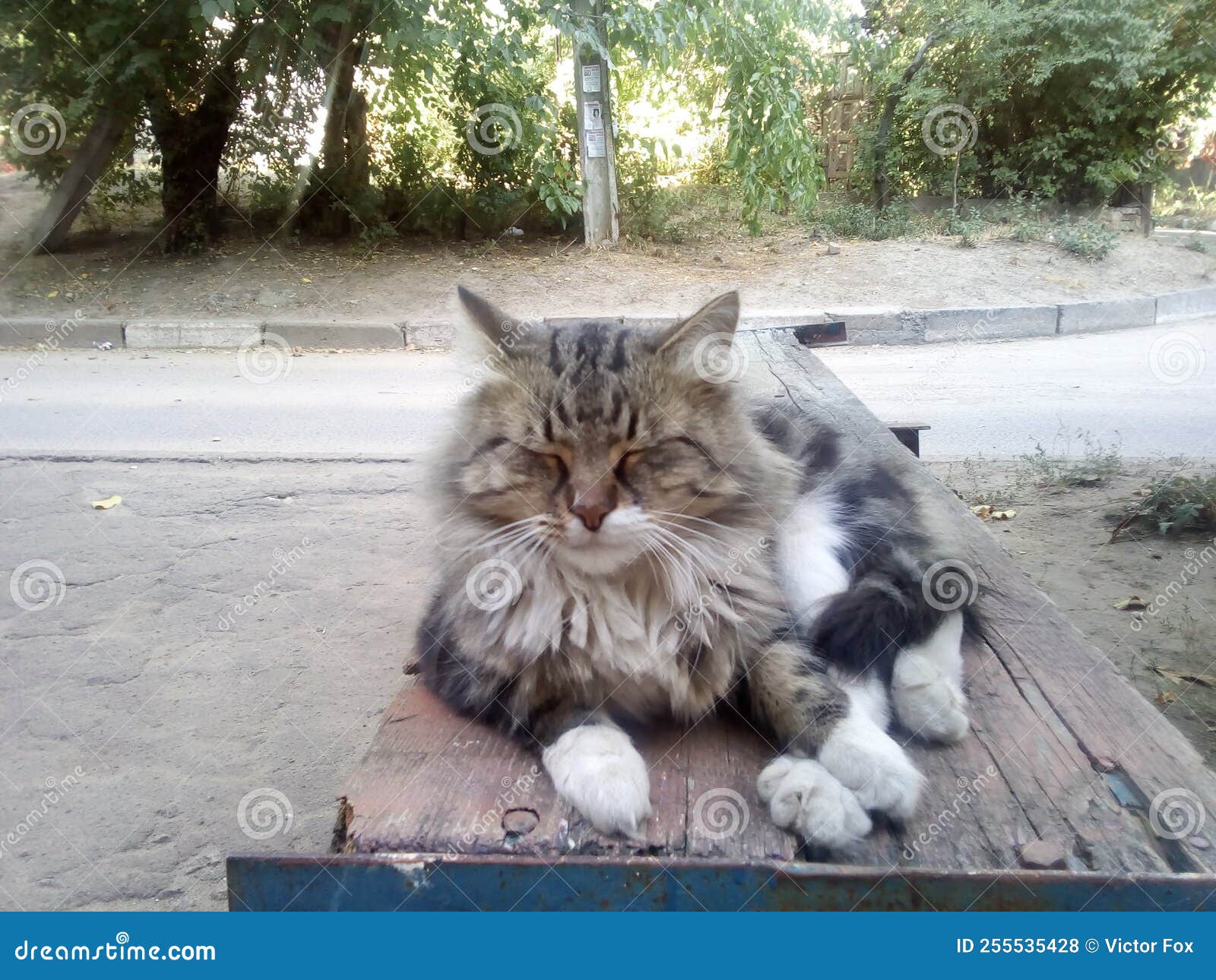 The Cat On The Bench Yawns At The Camera Picture. Image: 255535428