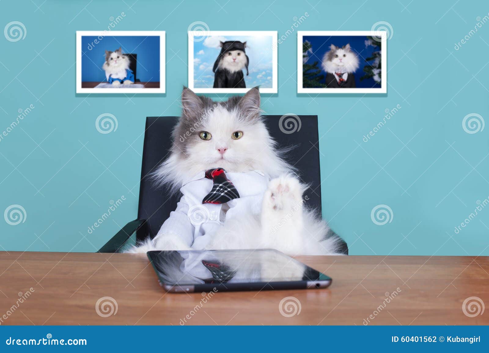 Cat big boss in the office stock photo. Image of firm - 60401562