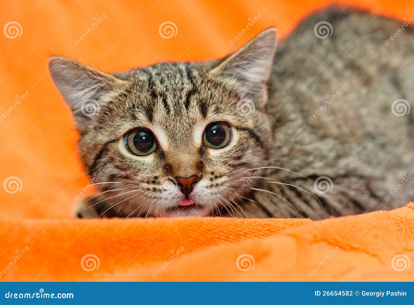 Cat with Big Eyes on Orange Stock Photo - Image of feline, behavior ...