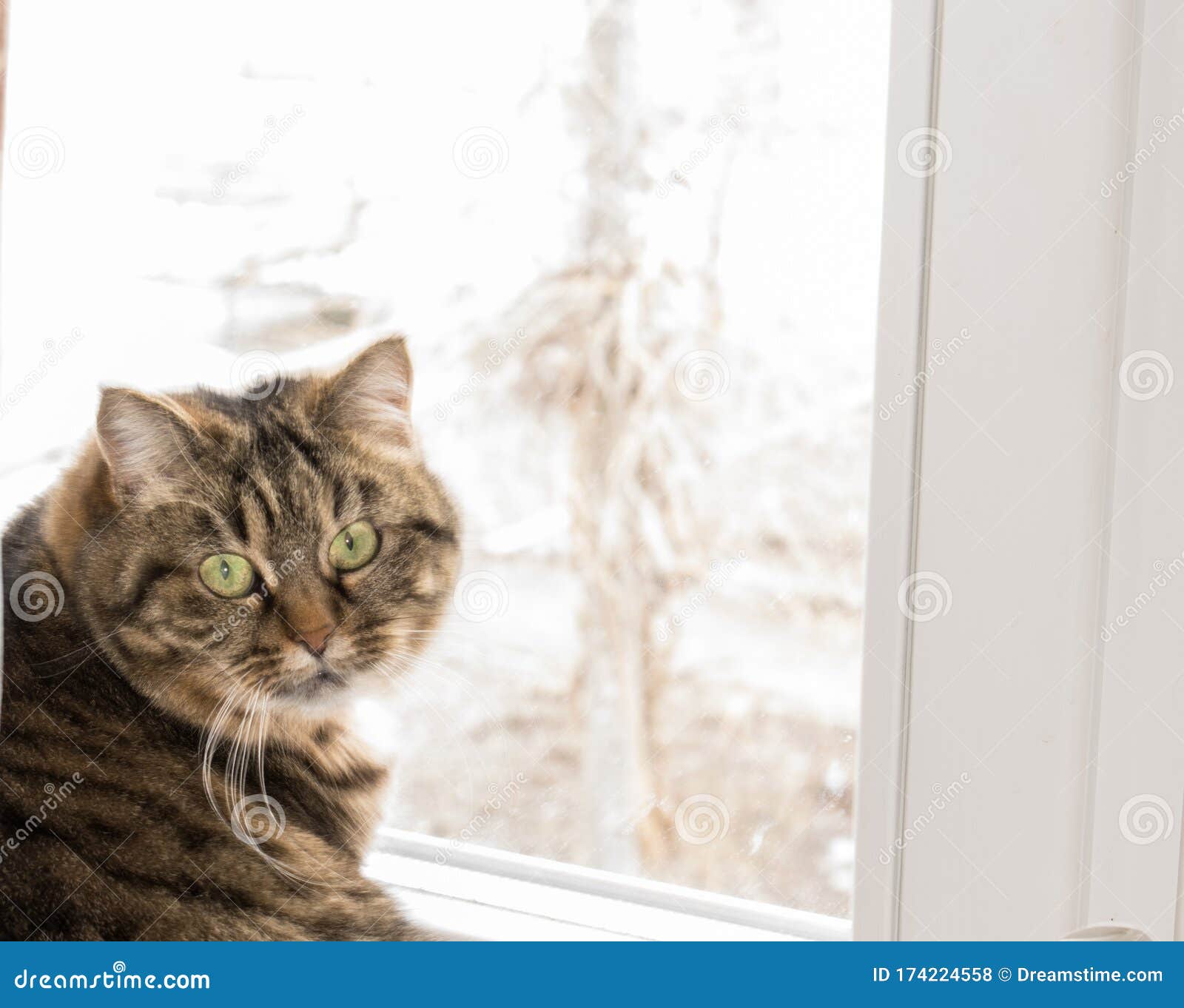 The Cat with Big Eyes Sits Near the Window Stock Photo - Image of home ...