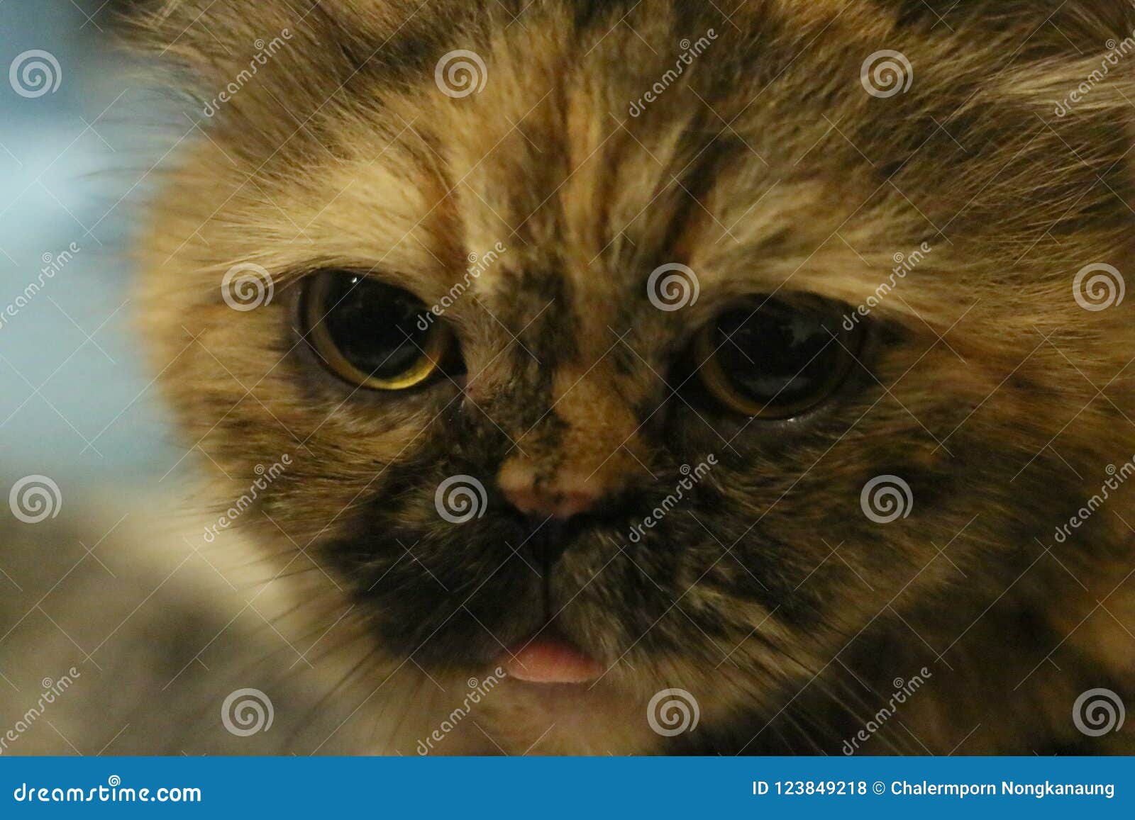 Cat Big Face foto de archivo. Imagen de animales, gato - 123849218