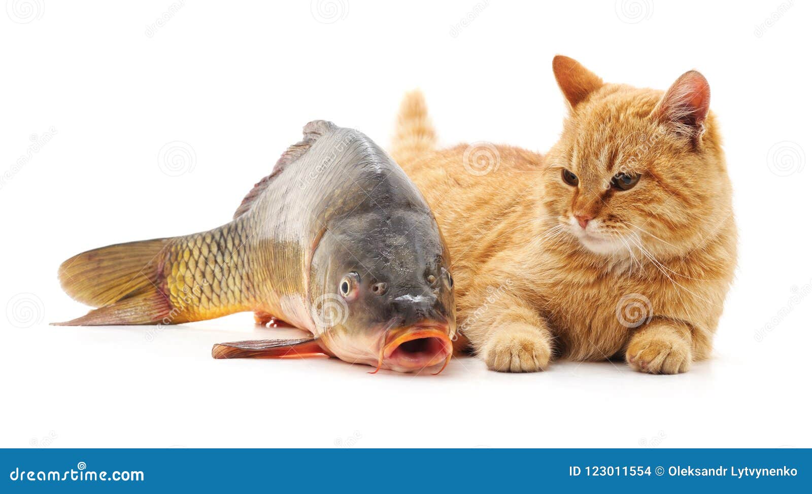 Cat and big fish. stock photo. Image of love, color - 123011554
