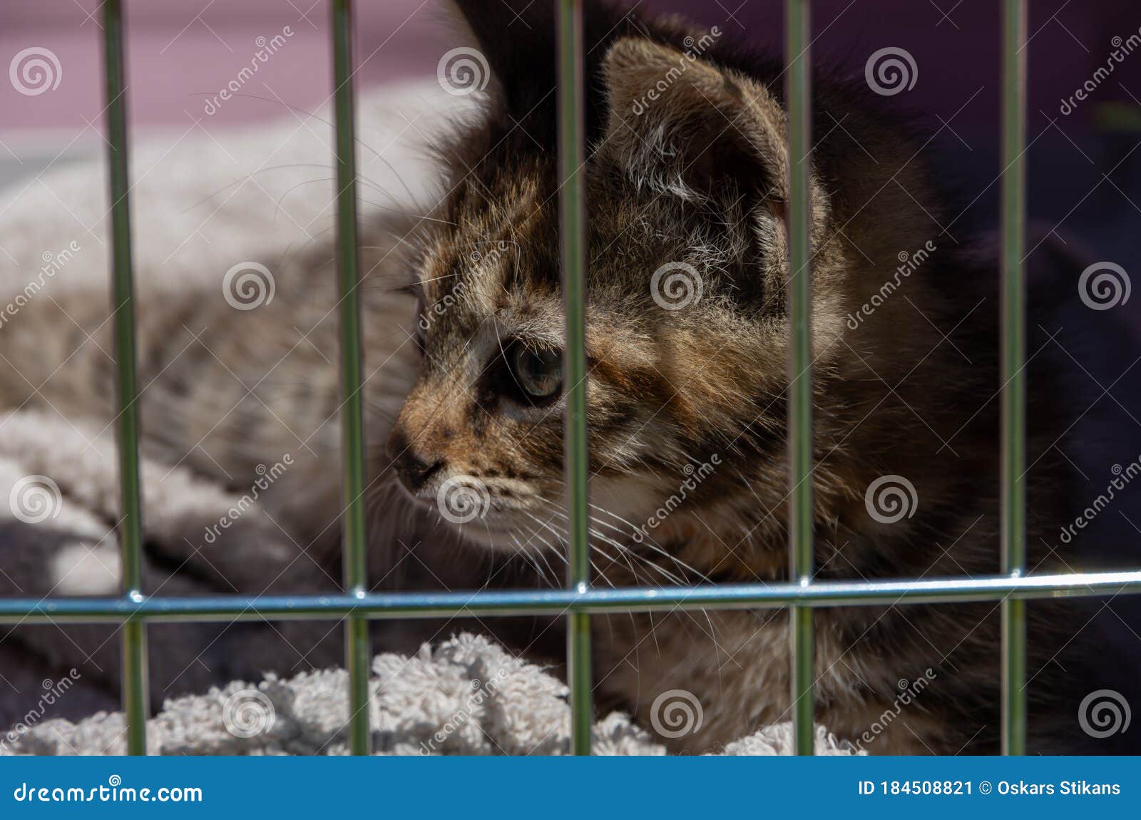 Cat With A Big Gaze Trapped Behind Bars Stock Image | CartoonDealer.com ...