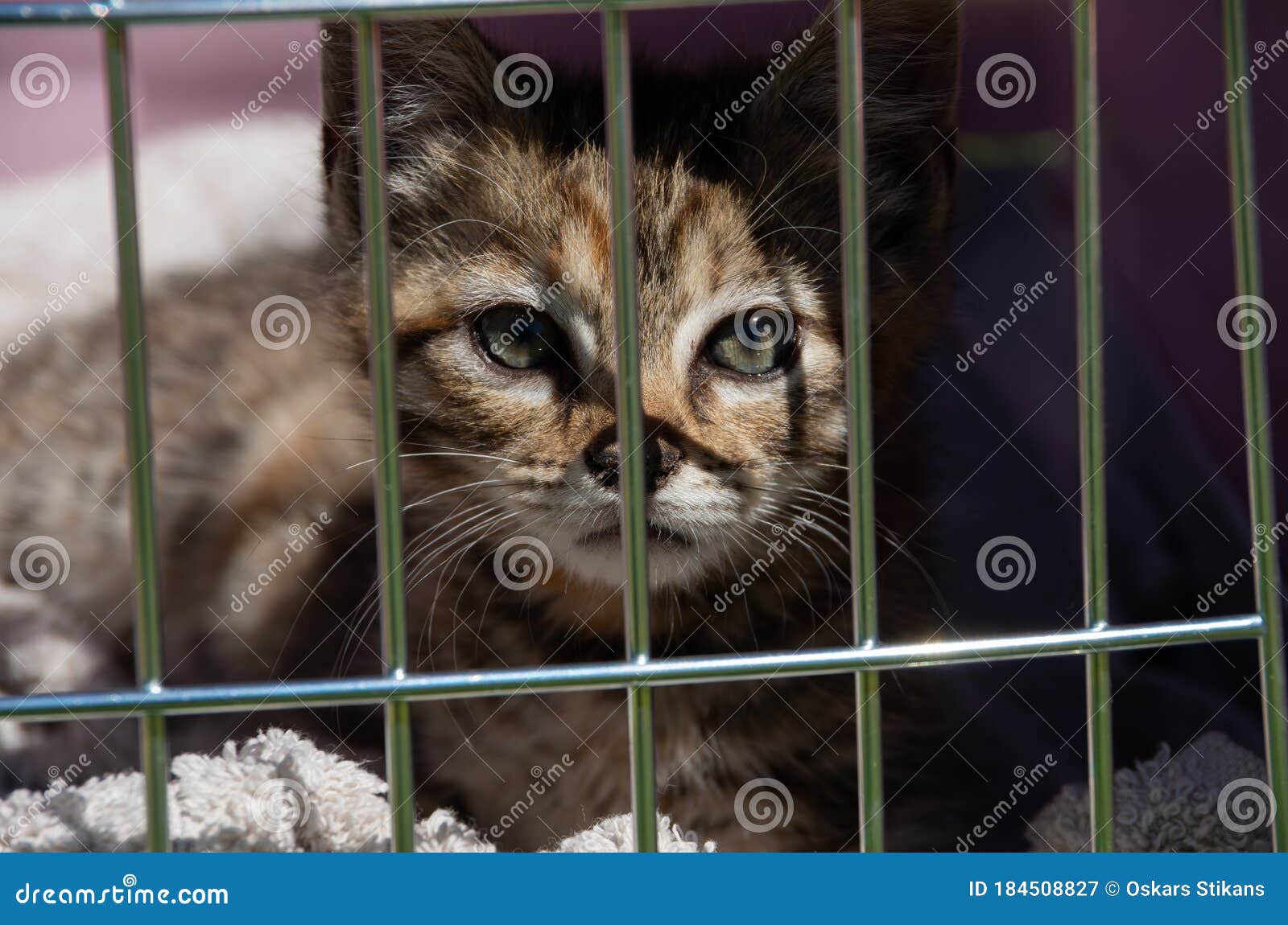 Cat With A Big Gaze Trapped Behind Bars Stock Image | CartoonDealer.com ...