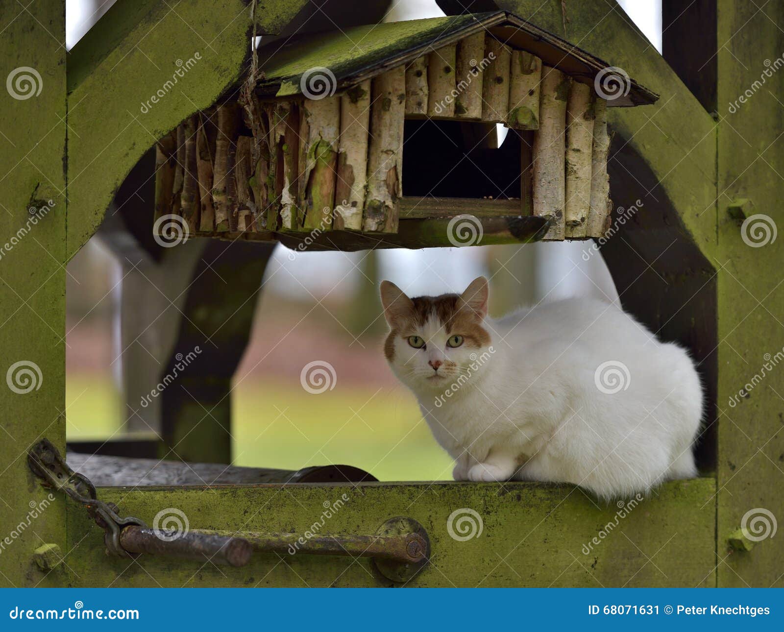 Cat and Bird House stock image. Image of brown, place - 68071631