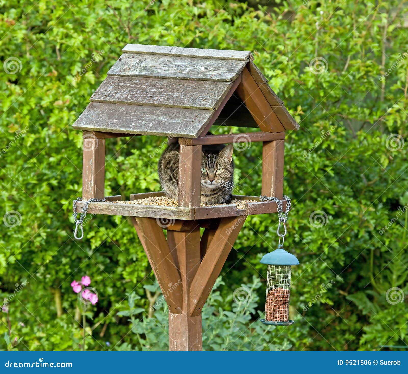 Cat On Bird Table Royalty-Free Stock Image | CartoonDealer.com #9521506