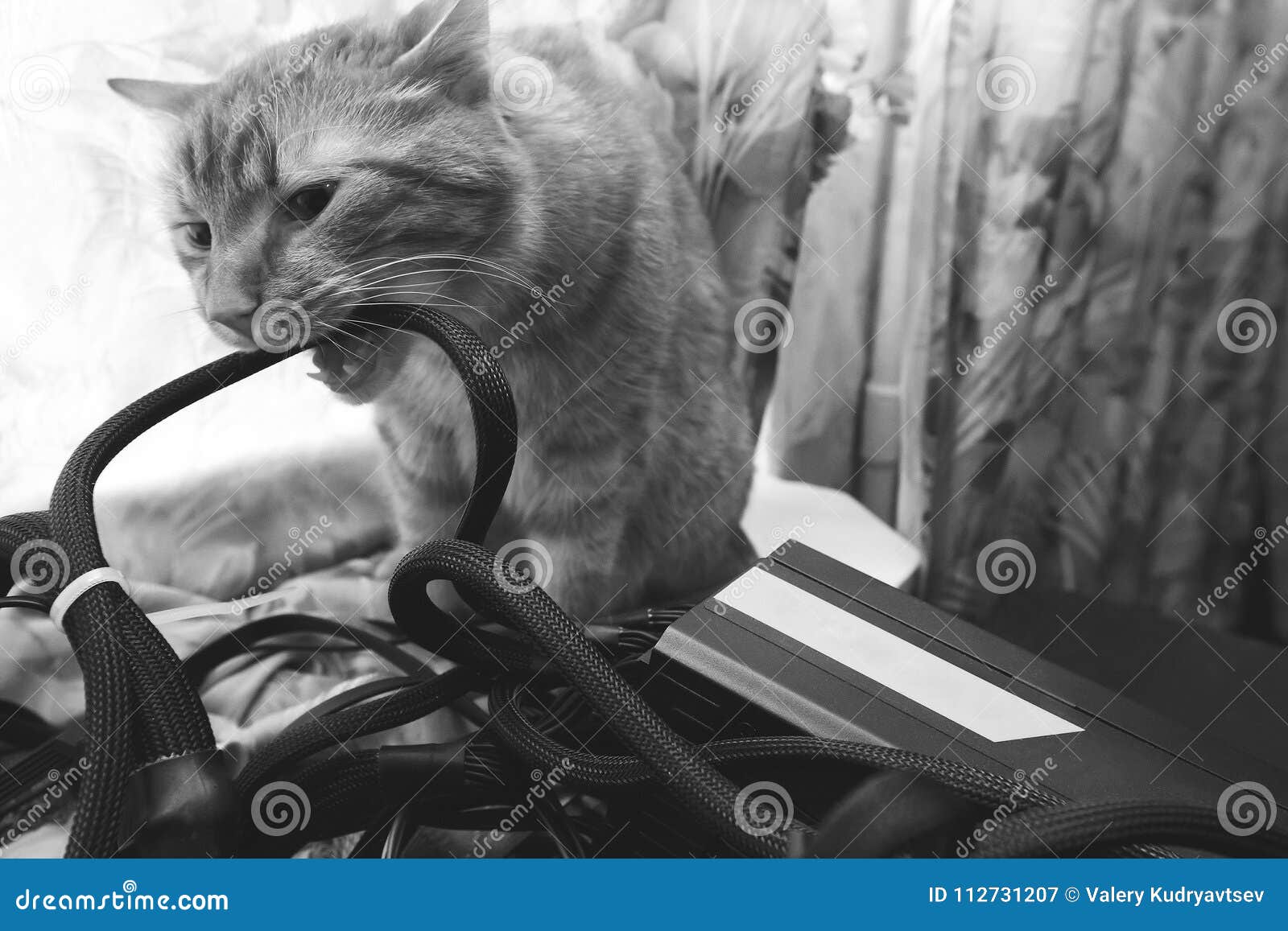 Cat Bite the Wires stock image. Image of attractive - 112731207