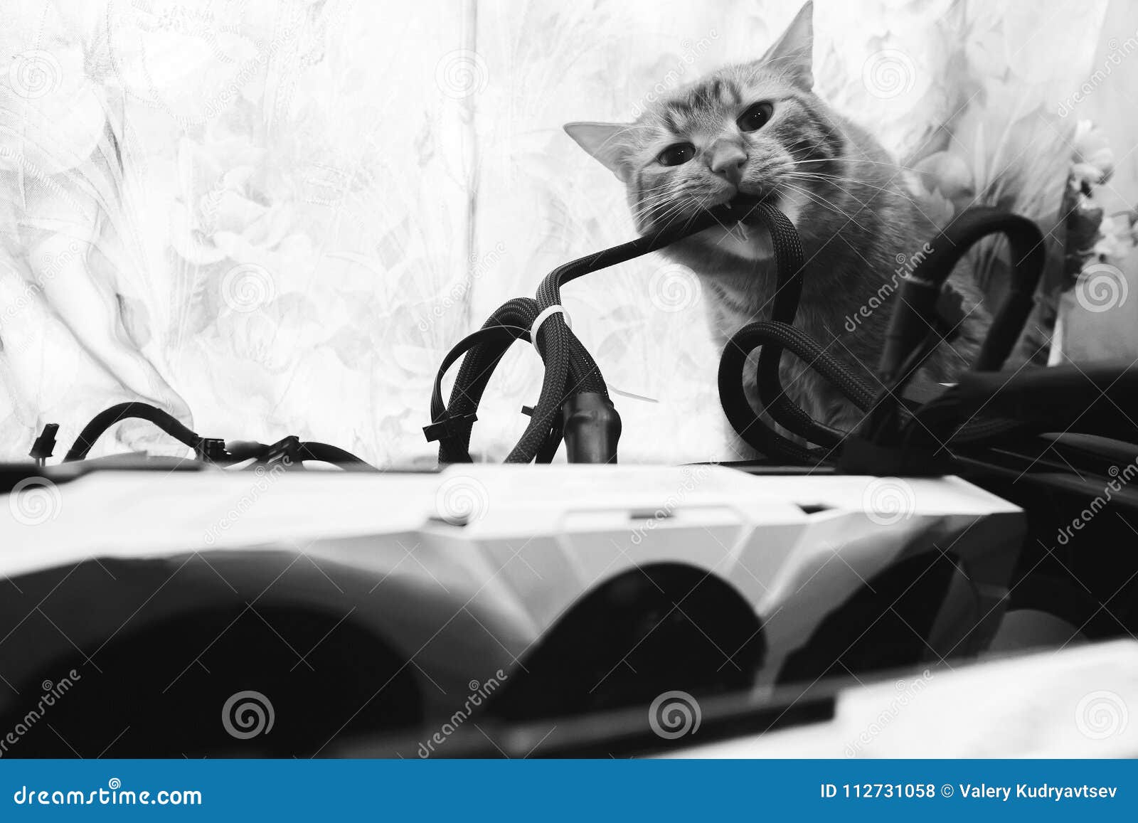 Cat Bite the Wires stock photo. Image of furry, funny - 112731058