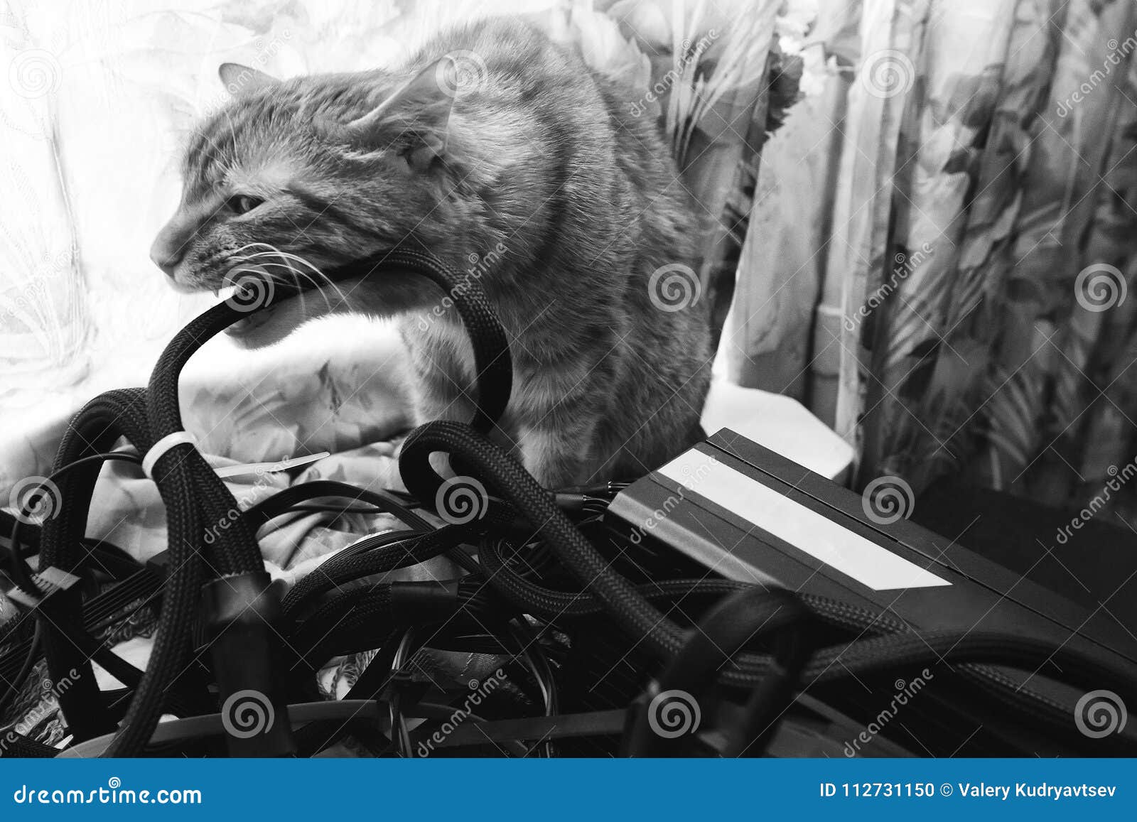 Cat Bite the Wires stock photo. Image of device, mammal - 112731150