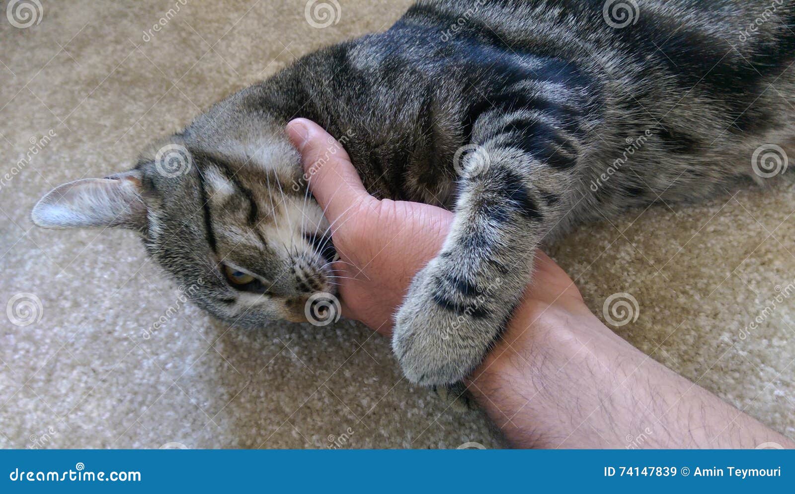Cat stock image. Image of cute, smallcat, kitty, biting - 74147839