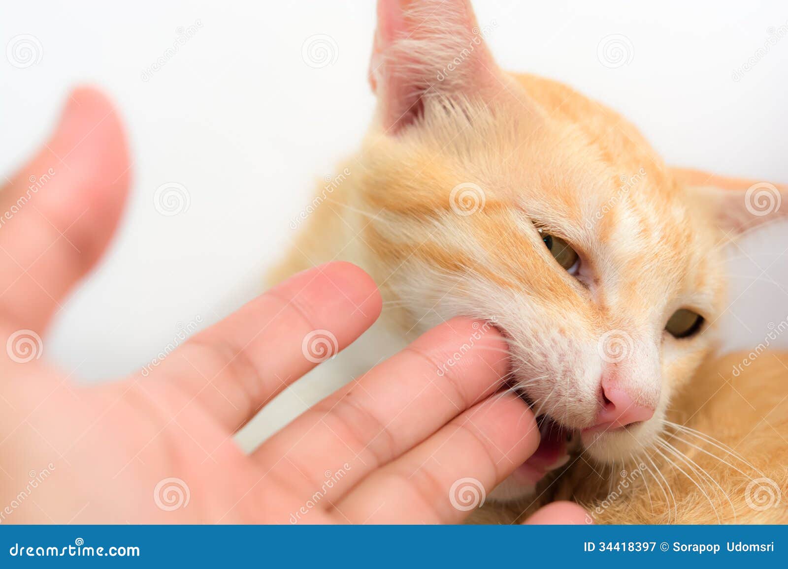 Cat biting a hand stock image. Image of beauty, hand - 34418397