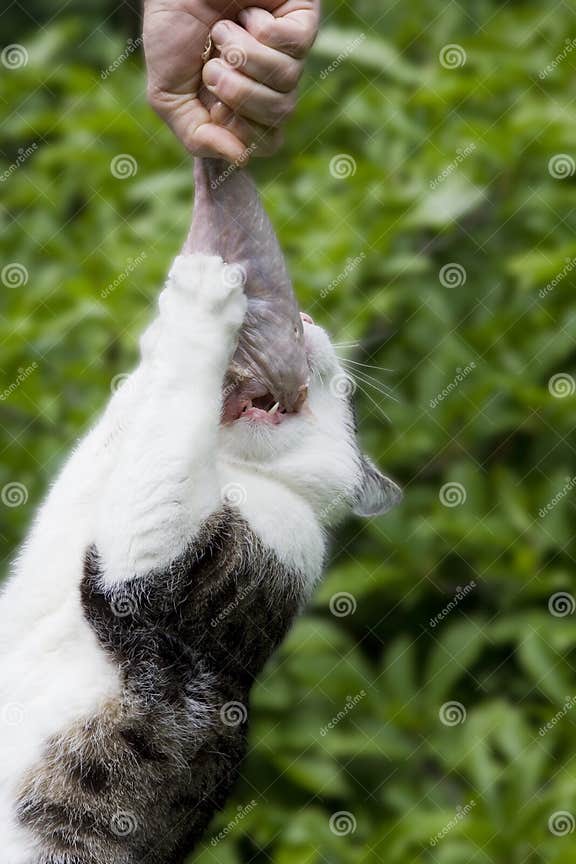 Cat Biting into a Raw Turkey Leg Stock Image - Image of holding, feed ...