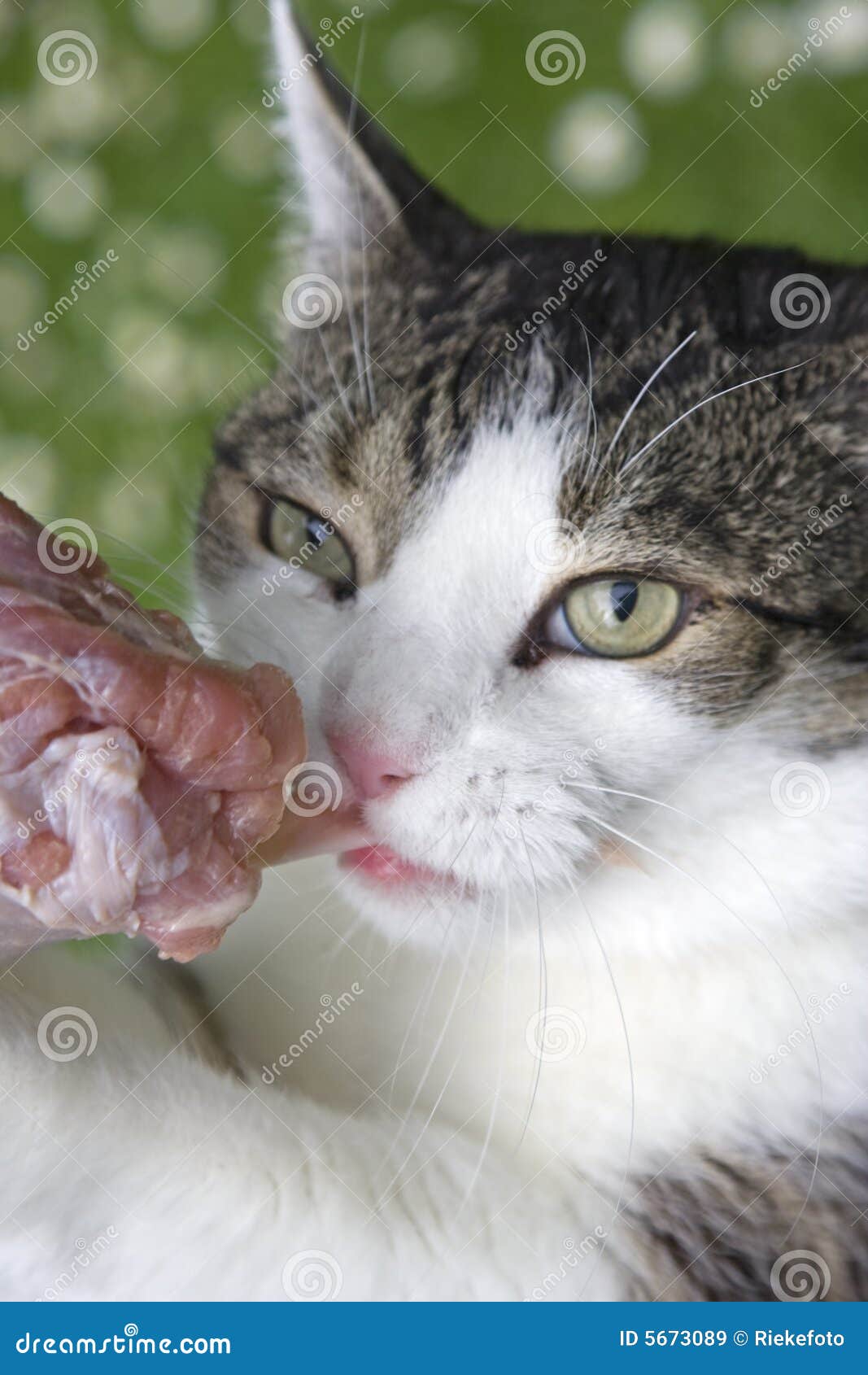 Cat Biting into a Raw Turkey Leg Stock Image - Image of happy, feed ...