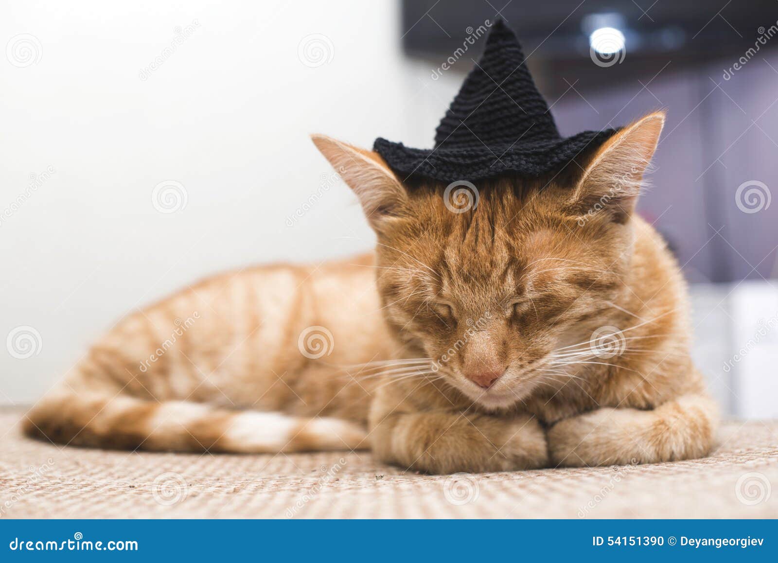 Cat with black cap stock photo. Image of holiday, blue - 54151390