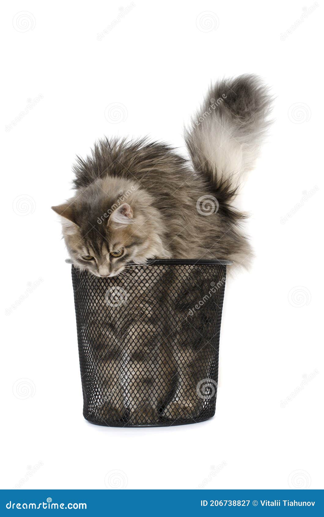 Cat in Black Rubbish Steel Waste Bin Stock Image - Image of white ...